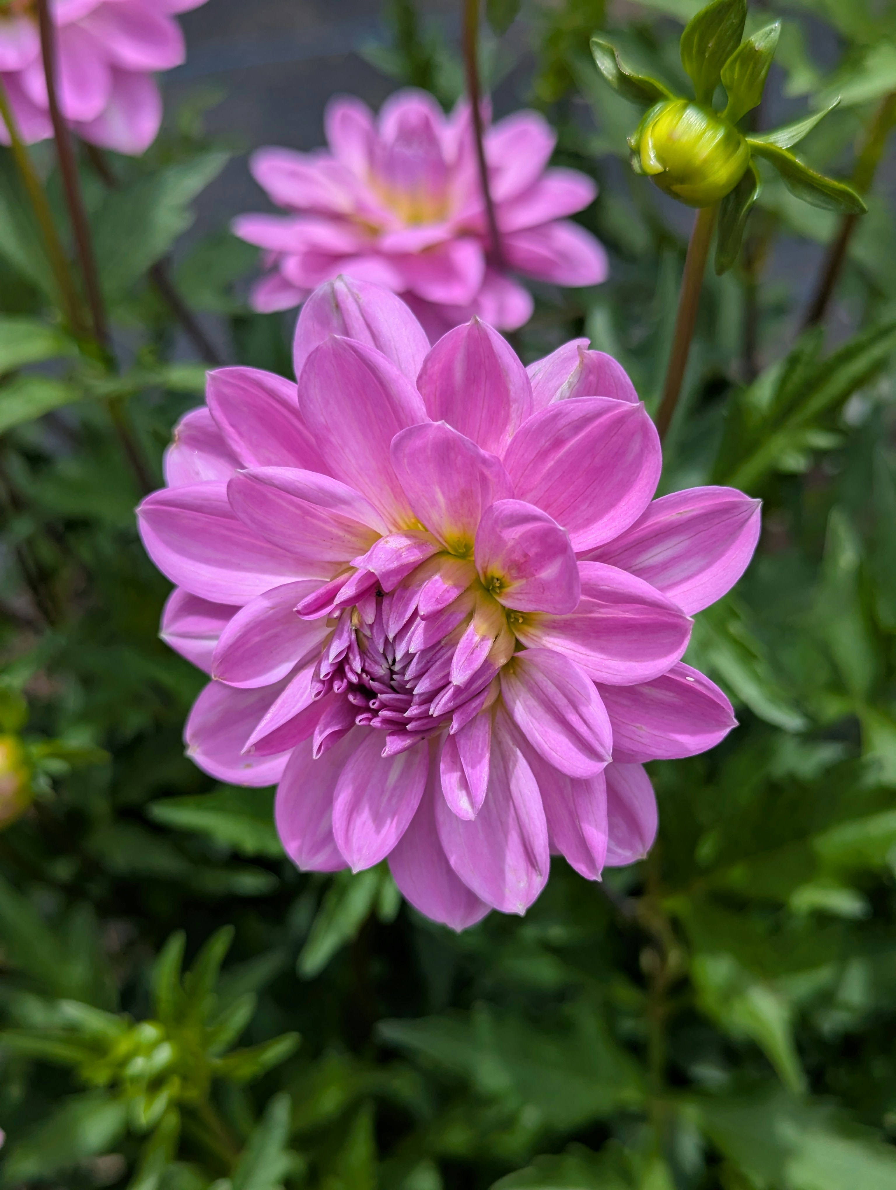 Center Bloom: A Pink Dahlia Draws the Eye