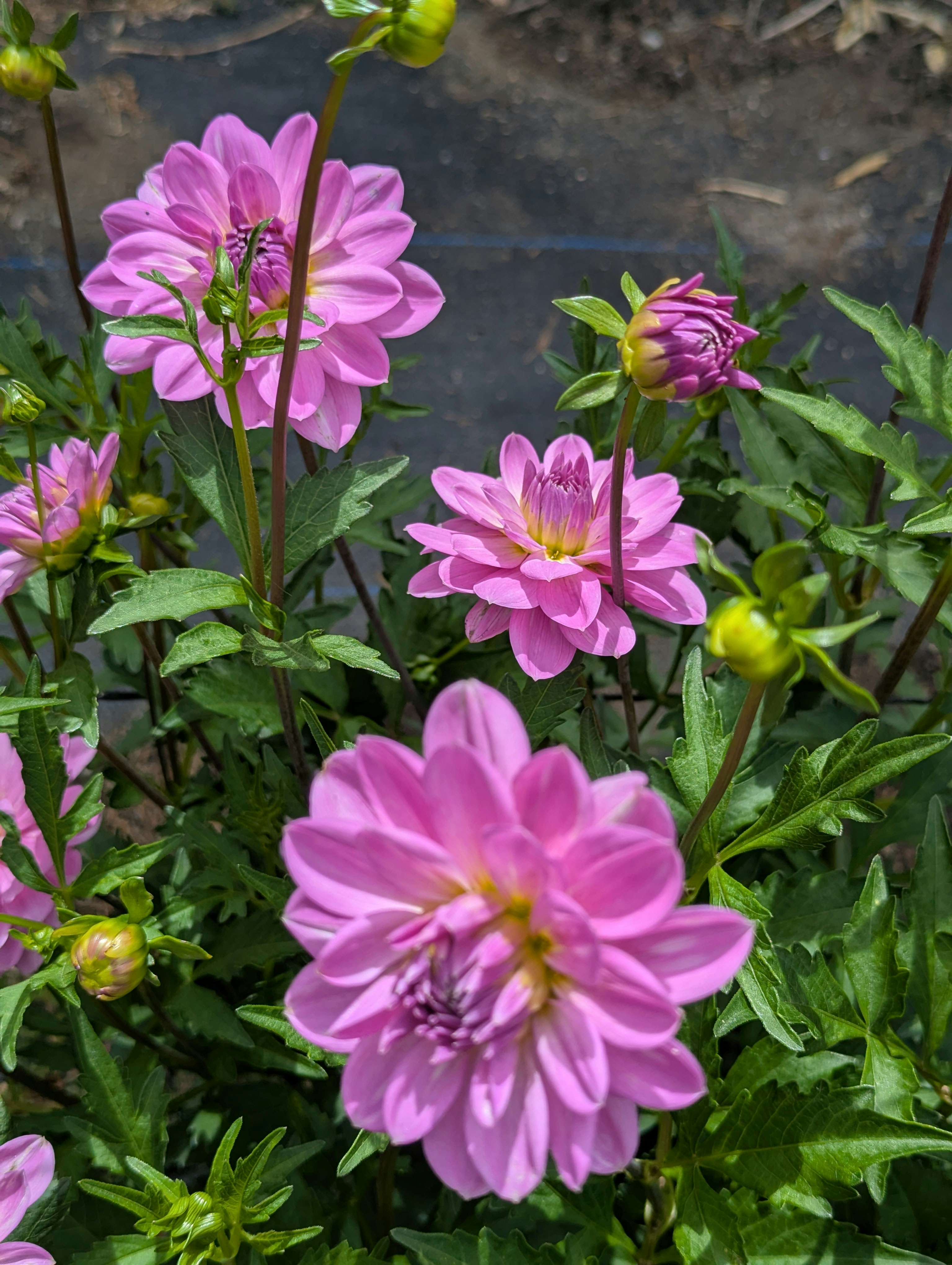 Pink Dianthus Bloom portraits among green foliage