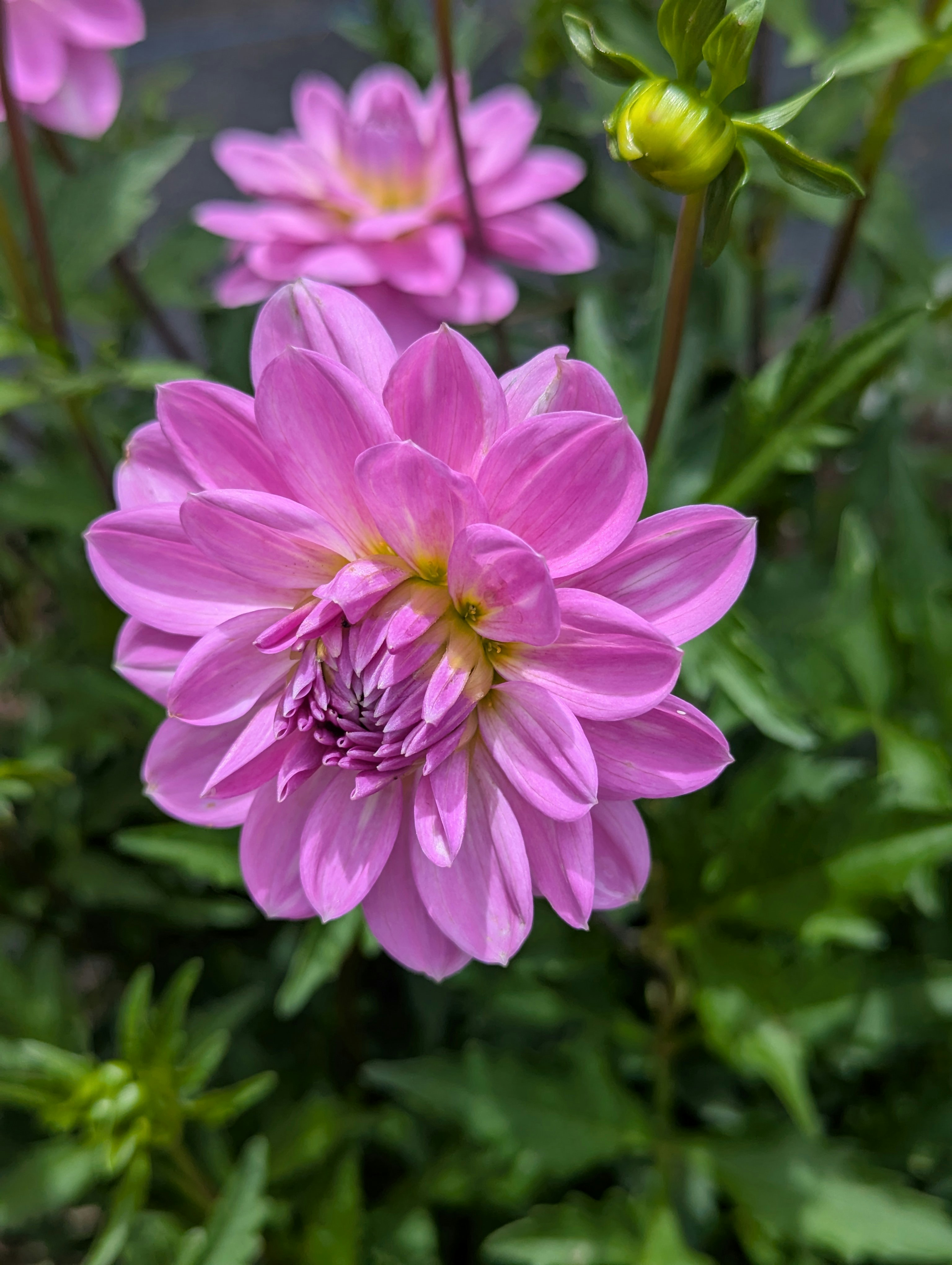 Center Bloom: Pink Dahlia in Focus
