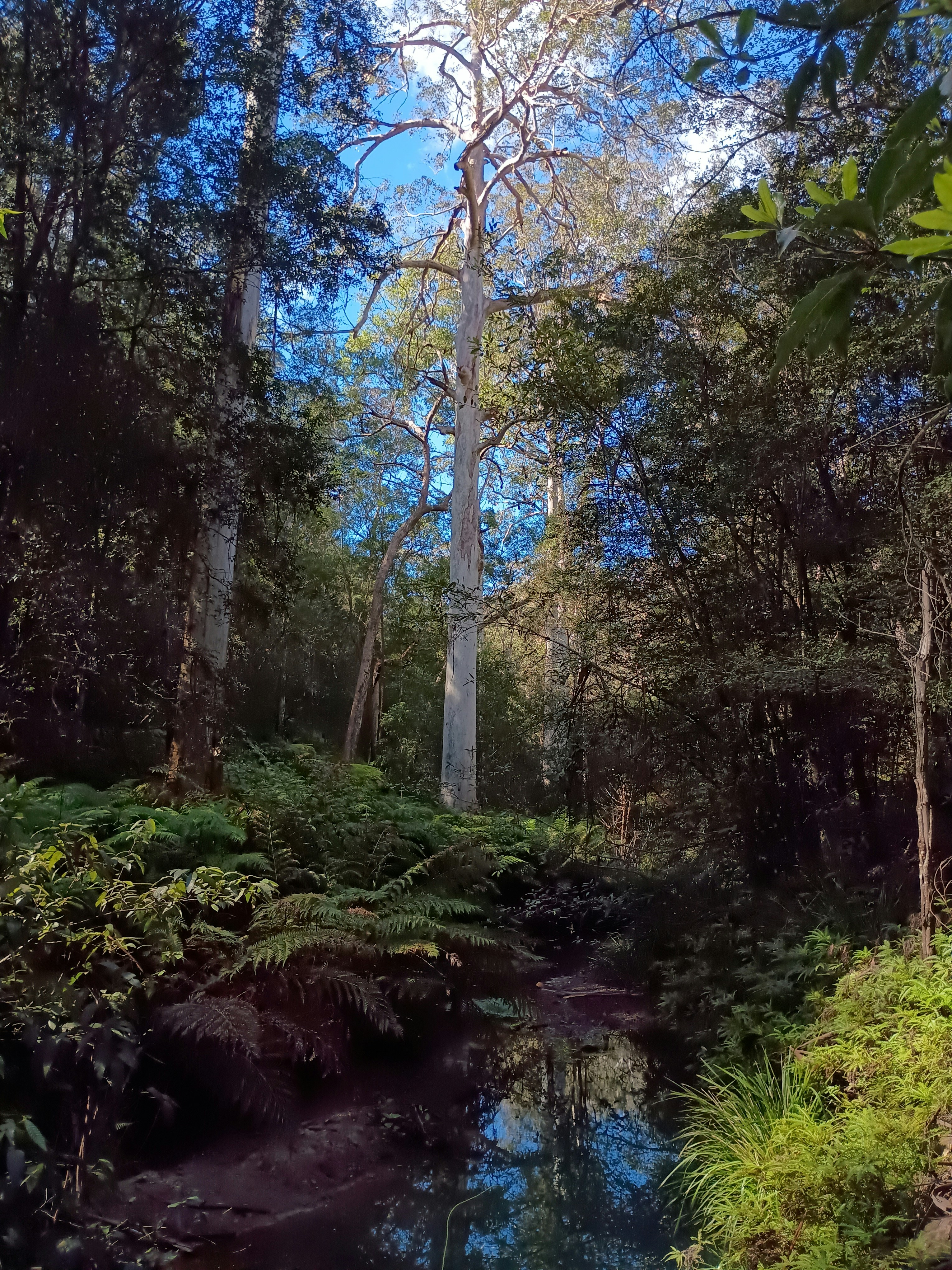 Tall eucalyptus trees rising above a lush fern forest and a small stream.
