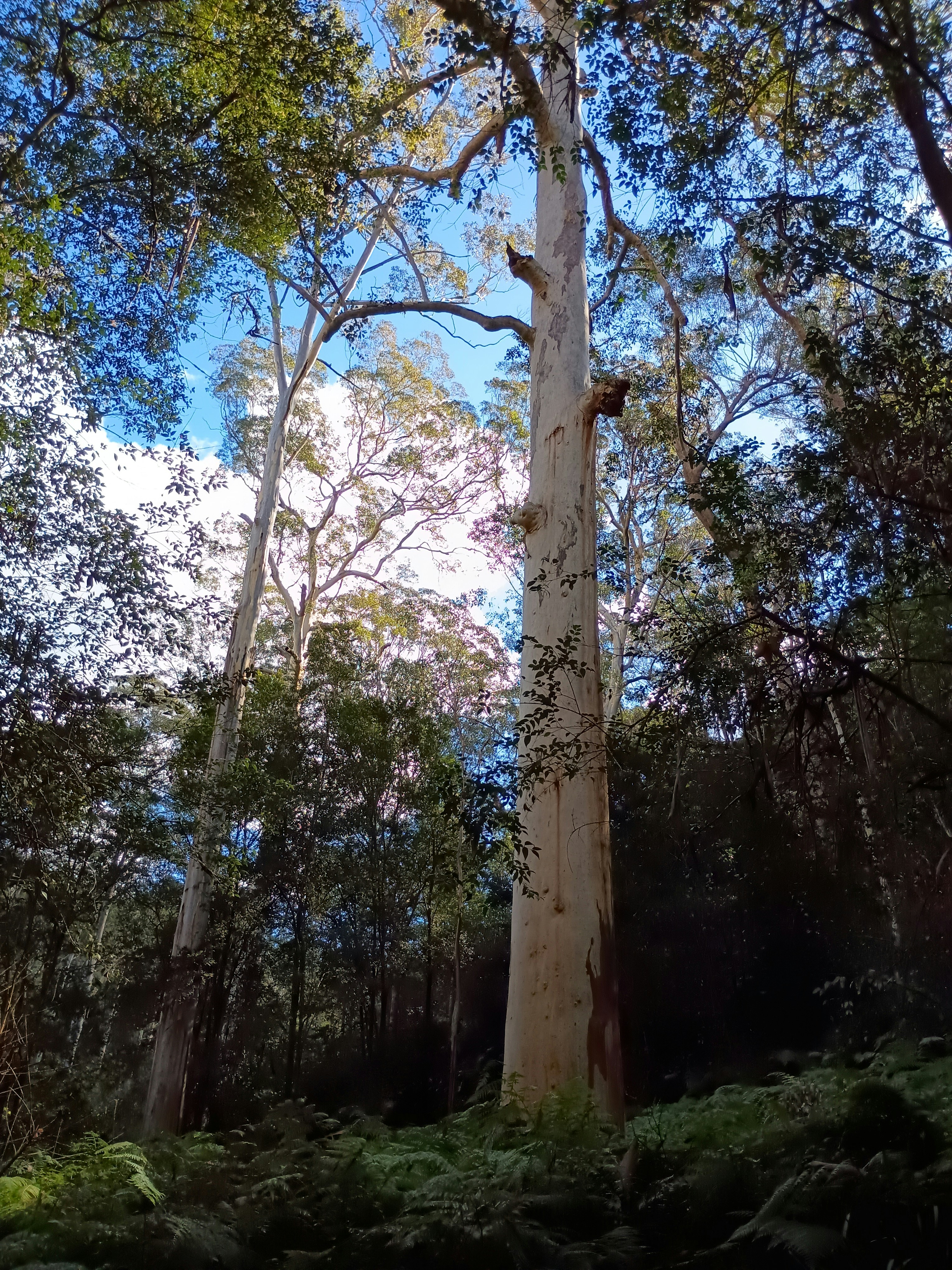 Tall eucalyptus trees with smooth pale bark in a dense forest.