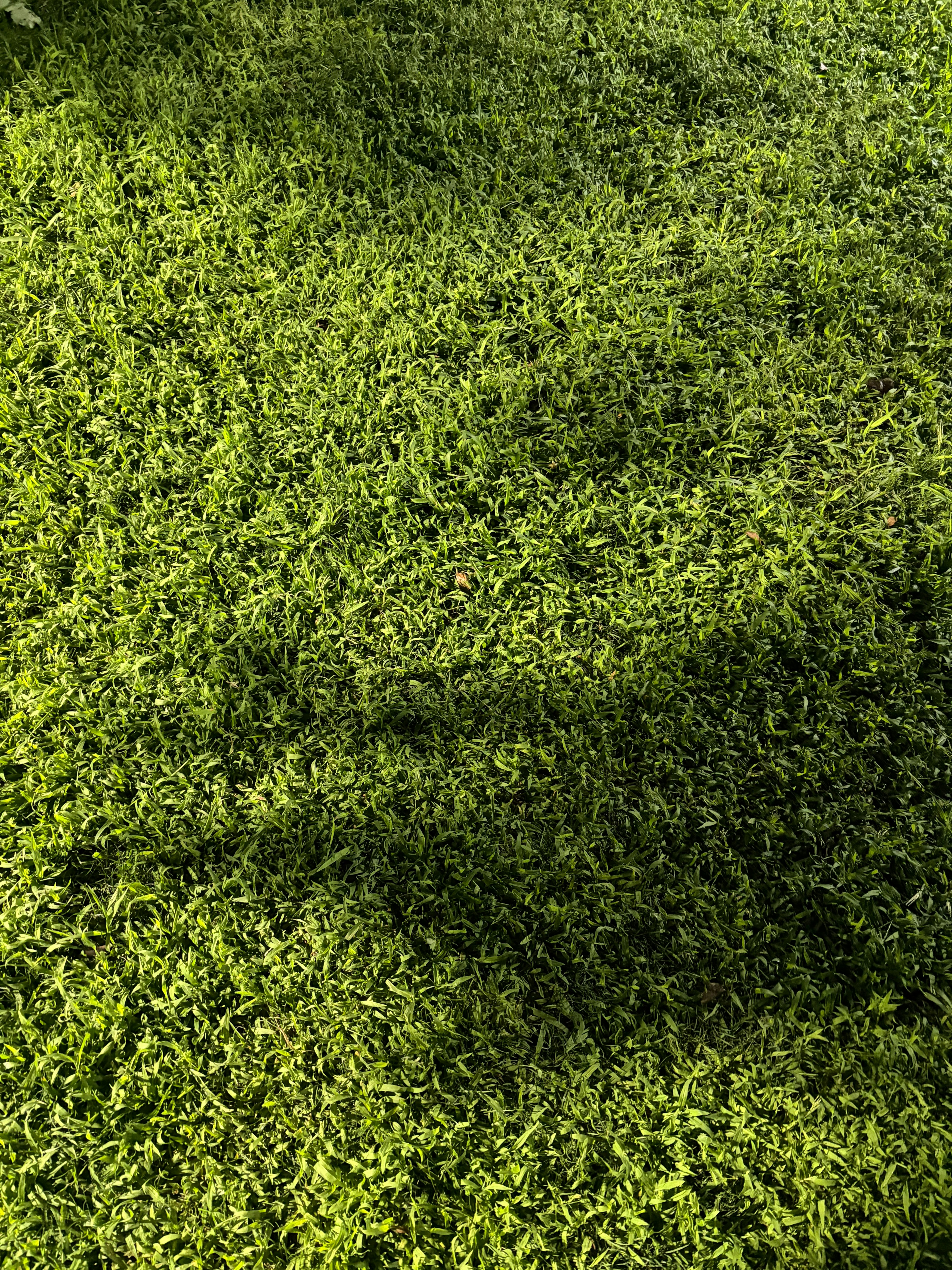 Close view of a lush green lawn with varying textures and a soft shadow crossing the surface.