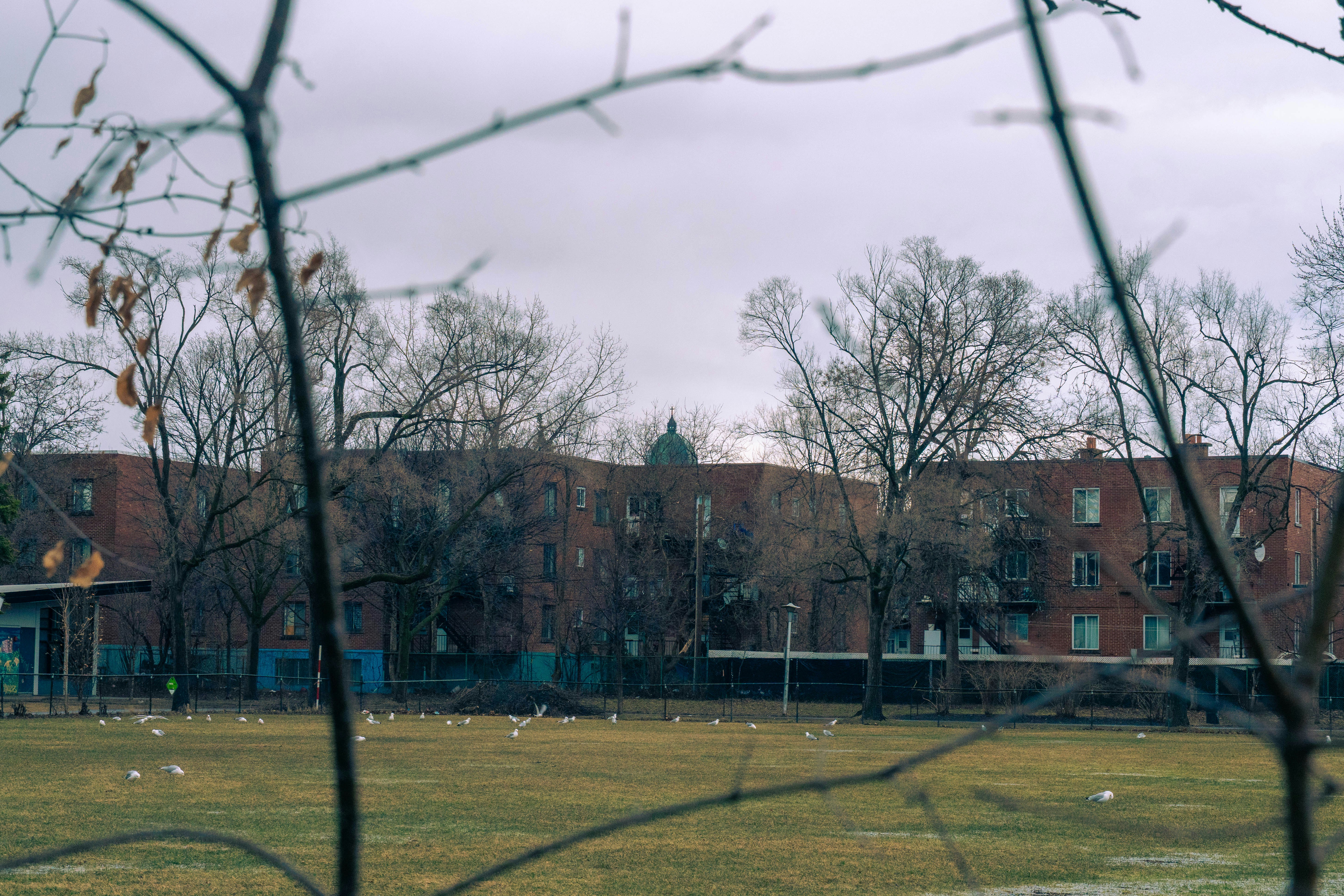 Winter Fieldframe: A Quiet Park Bordered by Brick Rowhouses