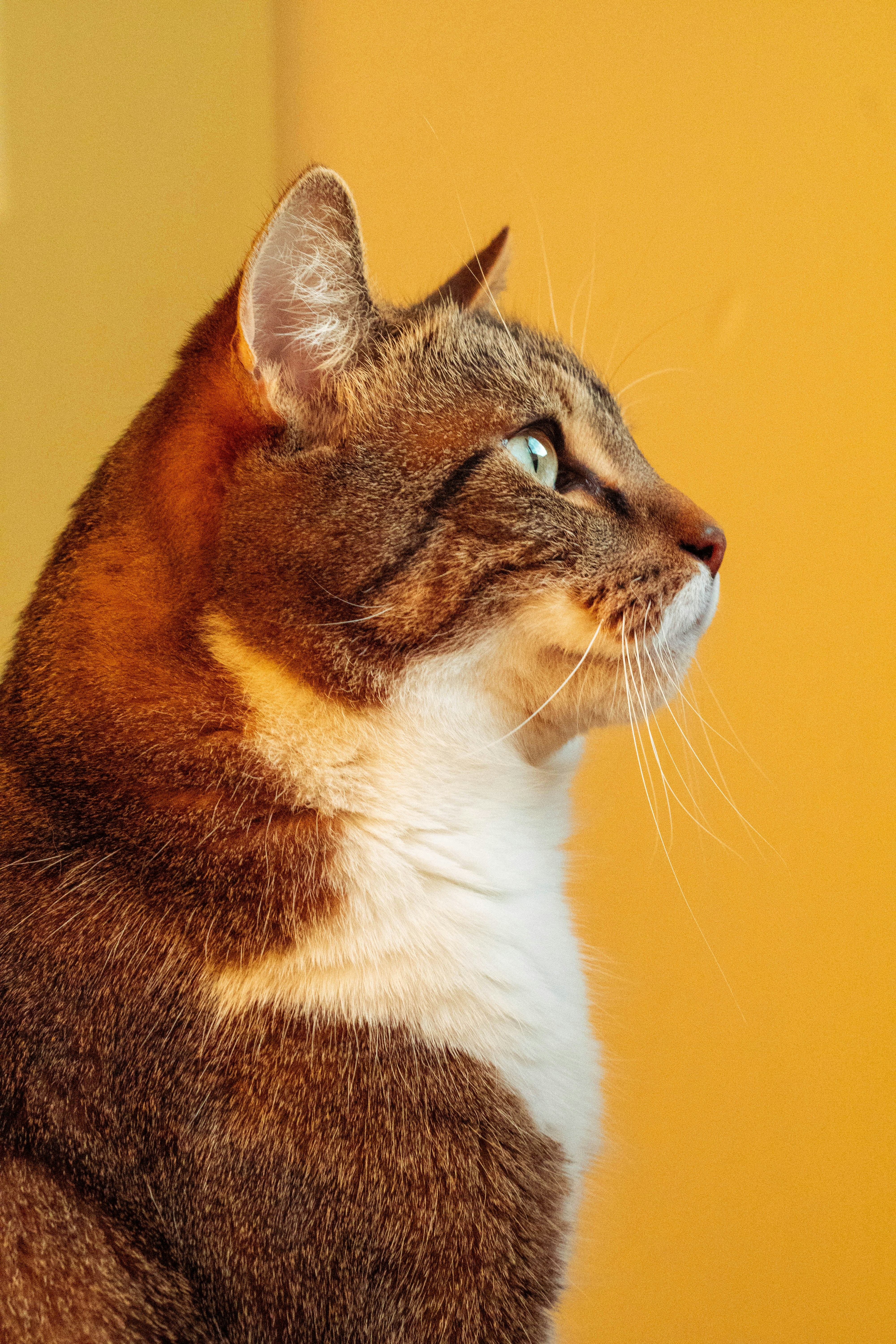 Amber-Gold Gaze: A Profile of Focused Curiosity
