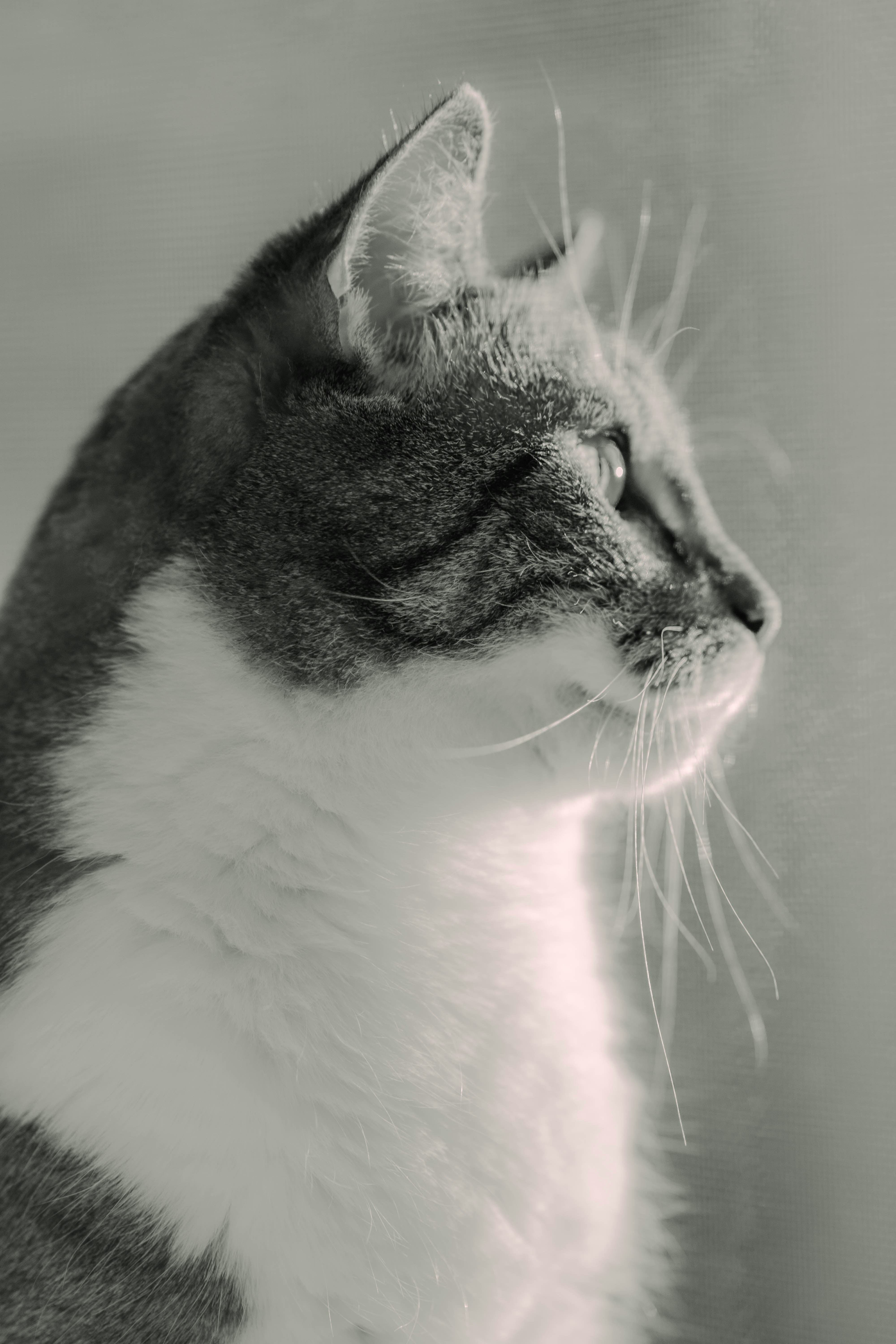 A Side Profile of Curiosity: The Cat in Soft Light