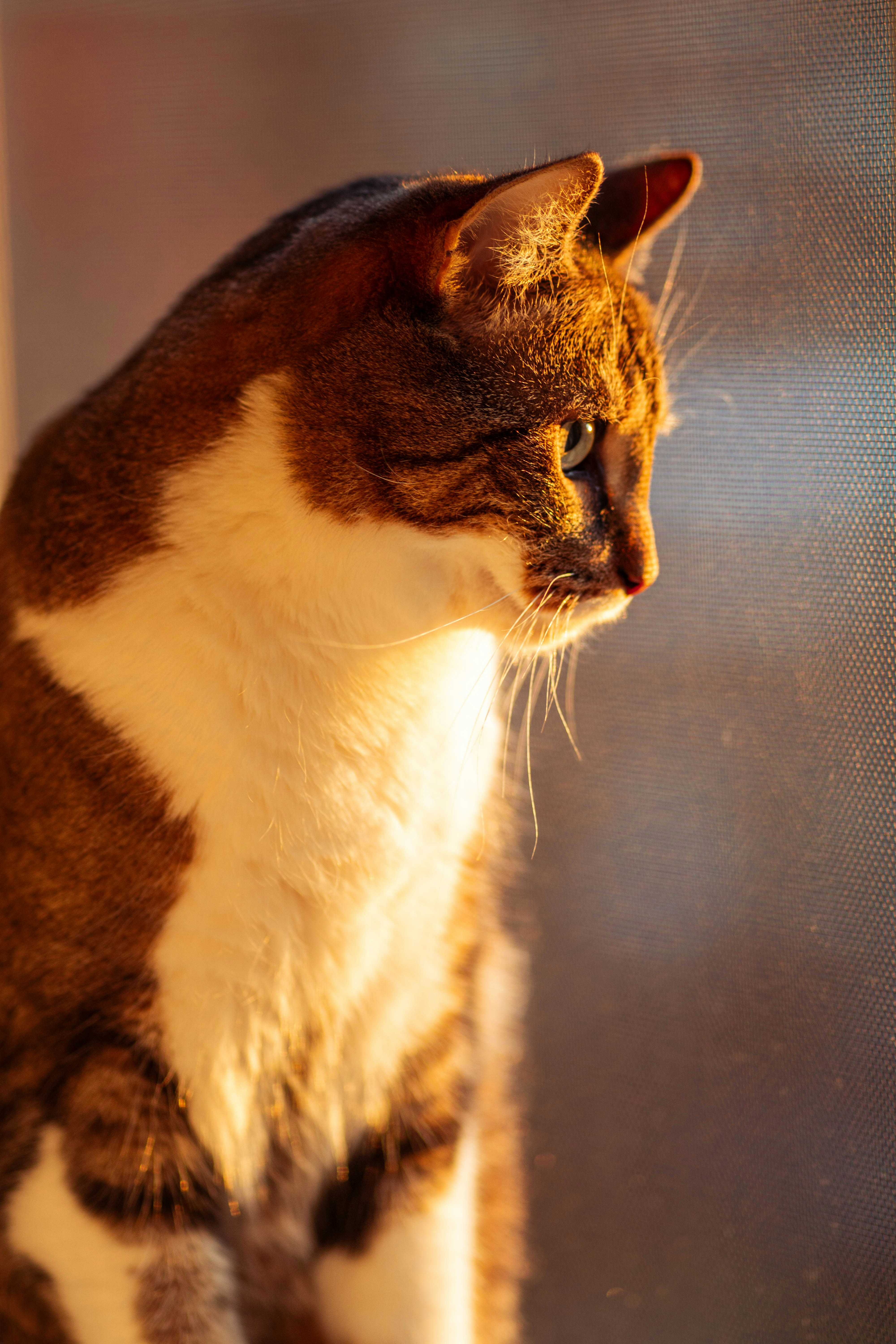 Sunlit Profile: A Cat Posed at a Quiet Window