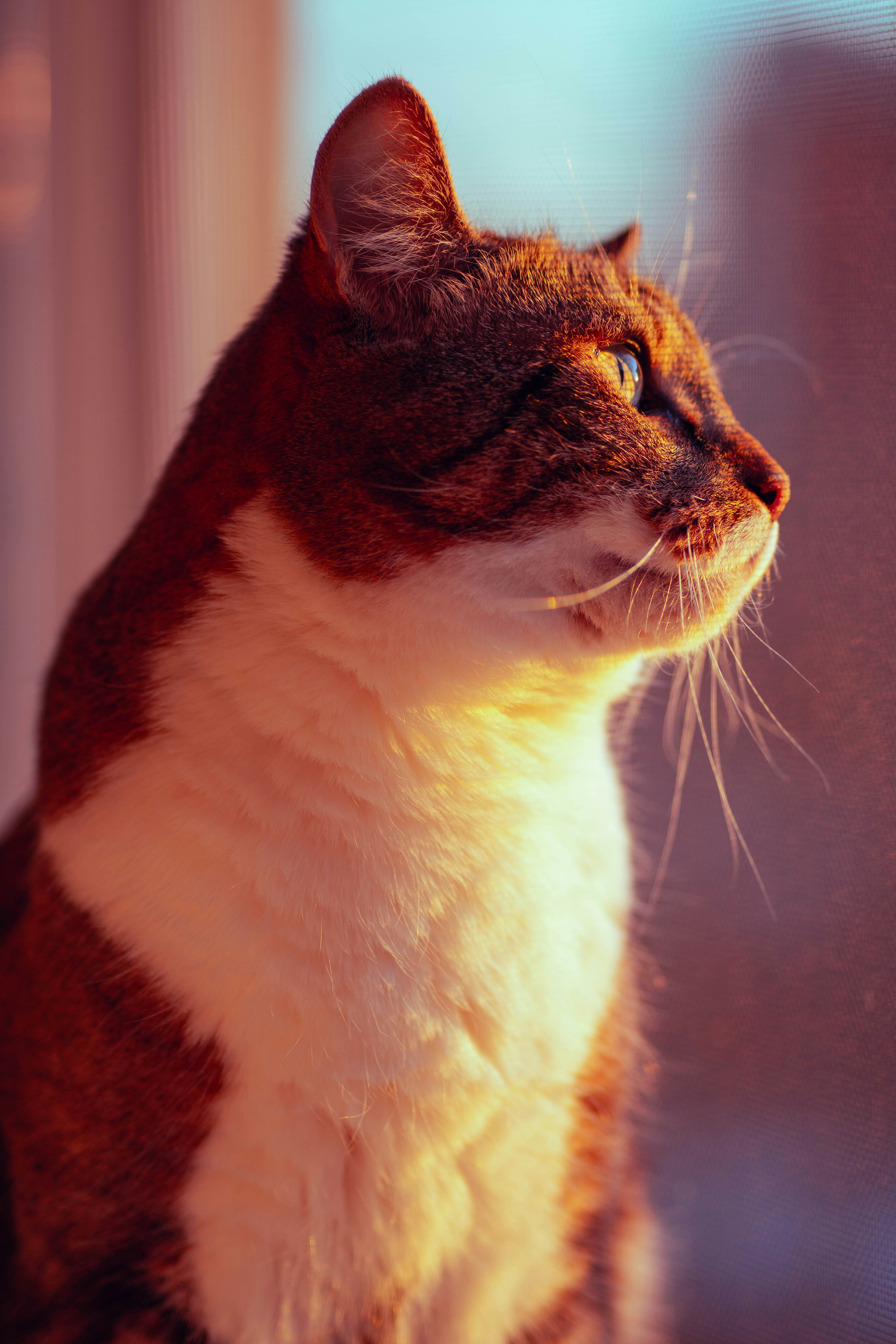 Snowy Window Gazer: A Cat in Warm Sunset Light