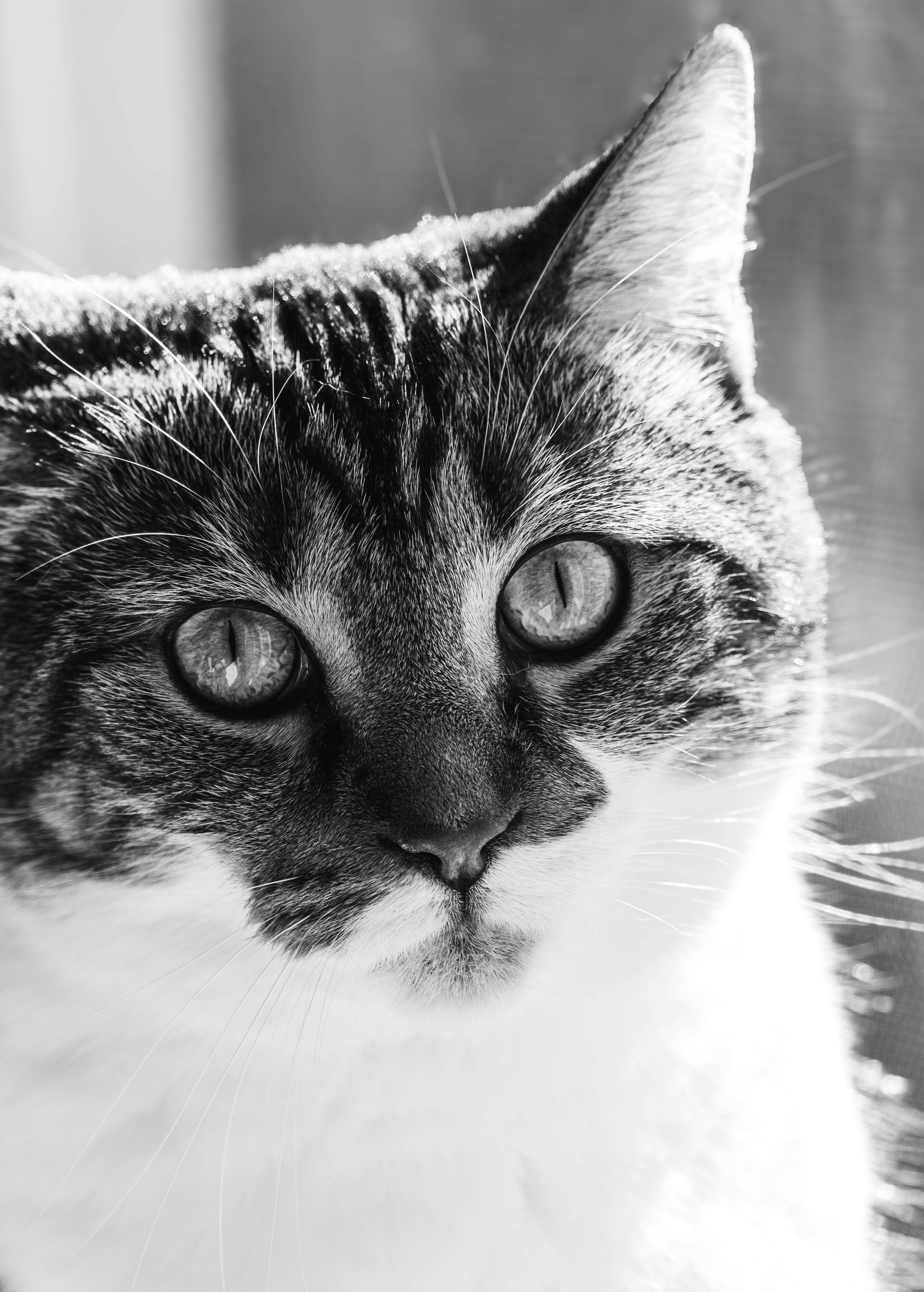 Close-up of a curious cat's gaze