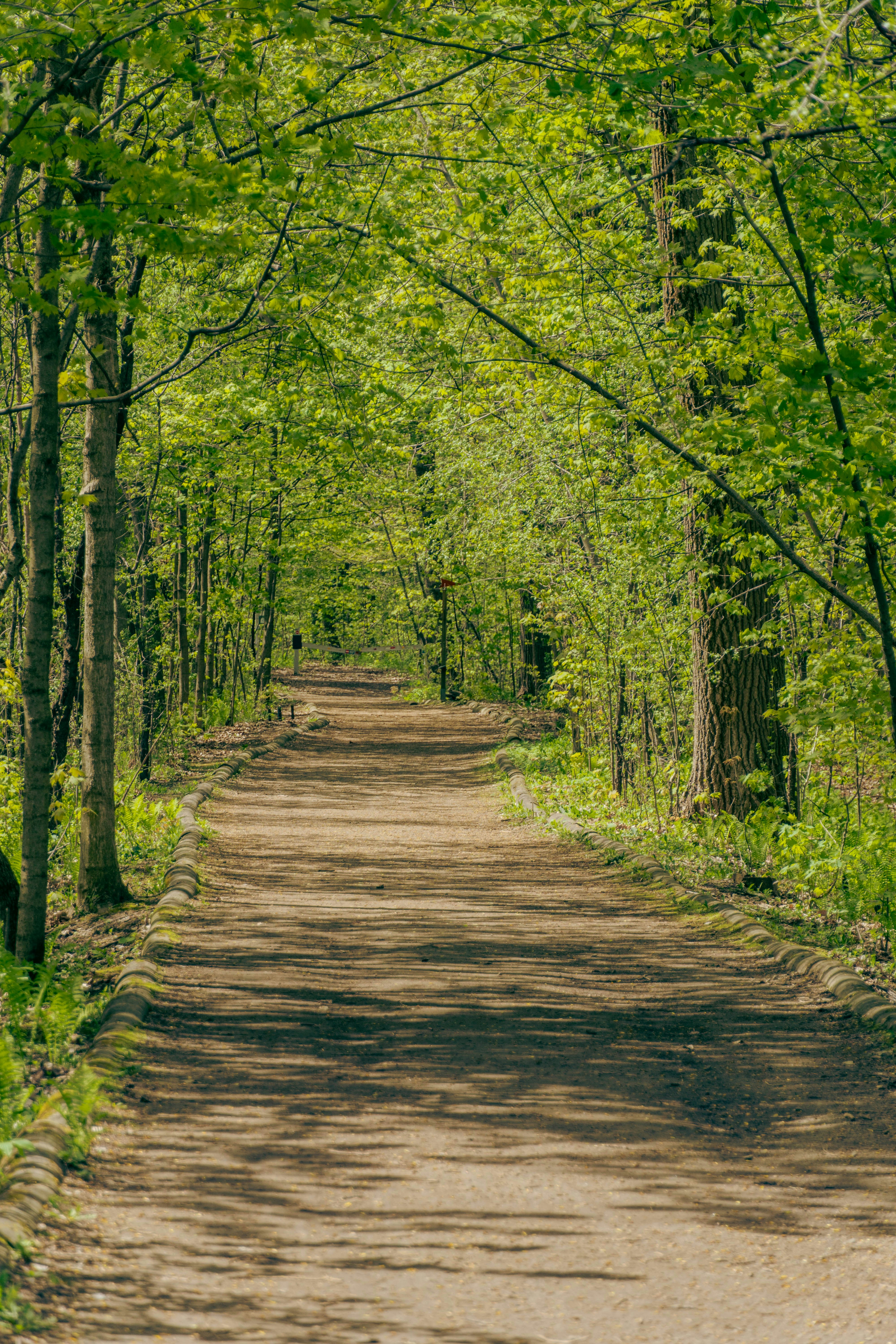 Sunlit Forest Pathway: A Quiet March Beneath Green Canopy