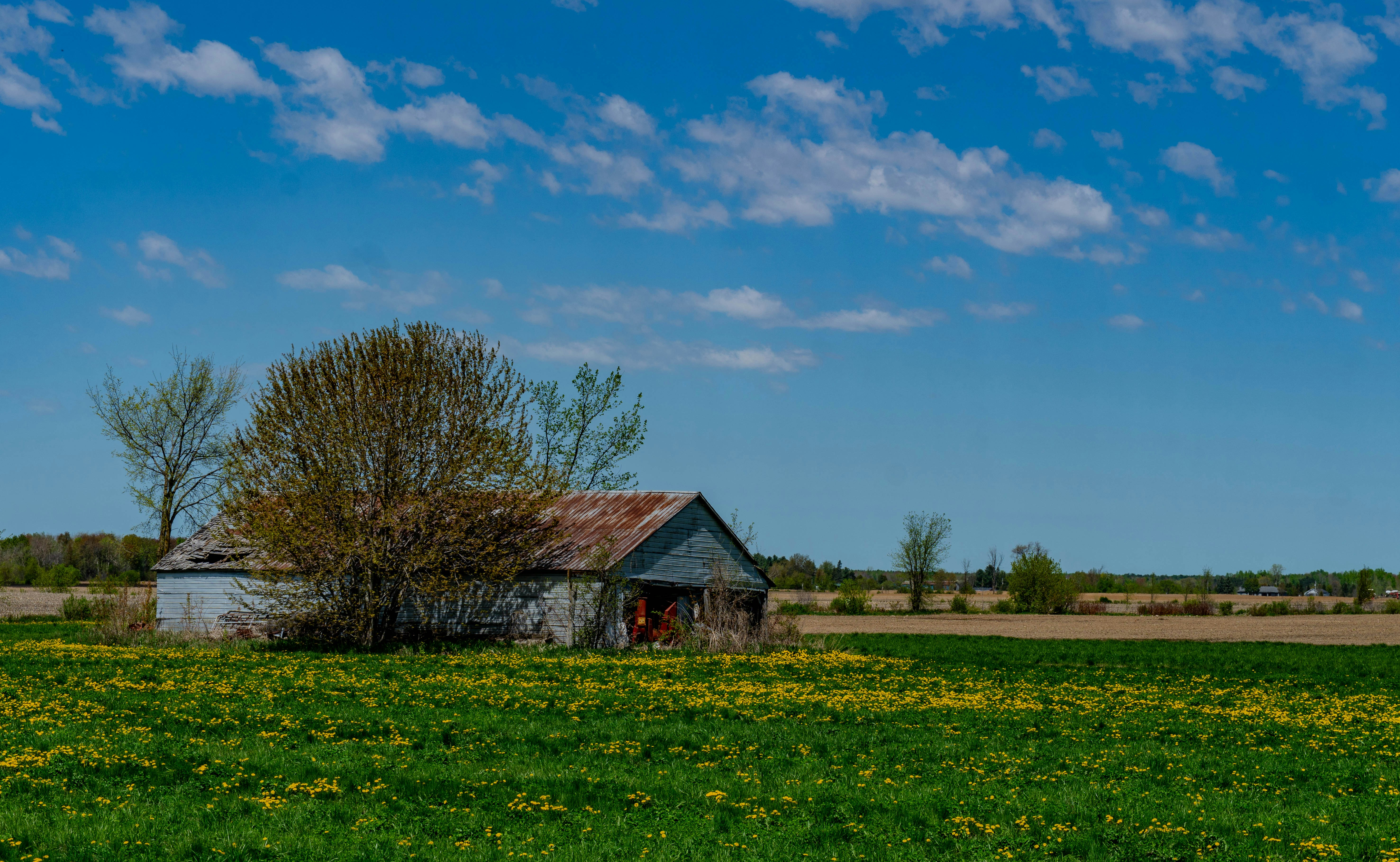 Weathered barn amid a field of yellow blossoms under a bright prairie sky