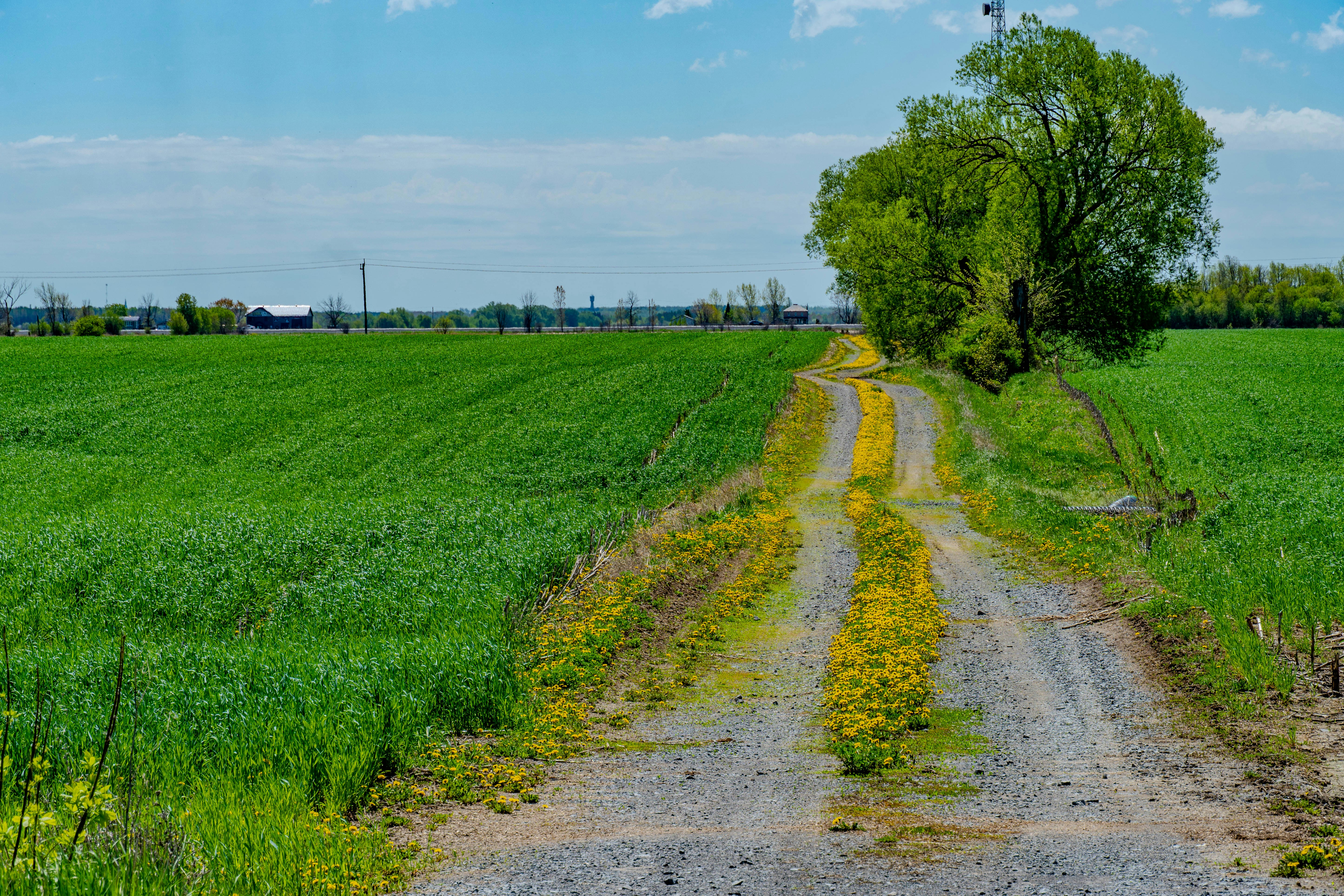 Dusty Gravel Path Winding Through Lush Farmland Under a Quiet Blue Sky