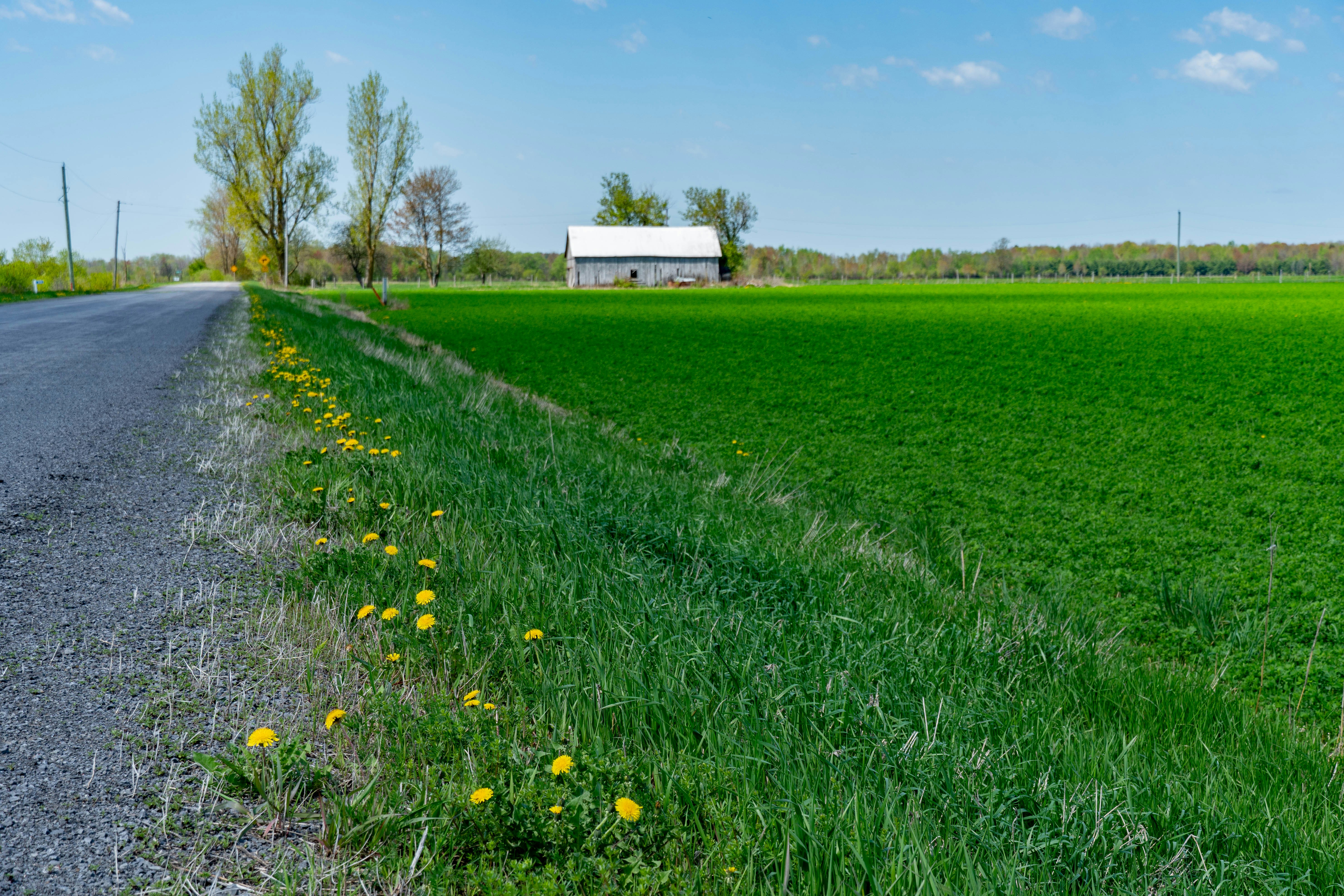 Lonely Farmstead Across a Green Expanse