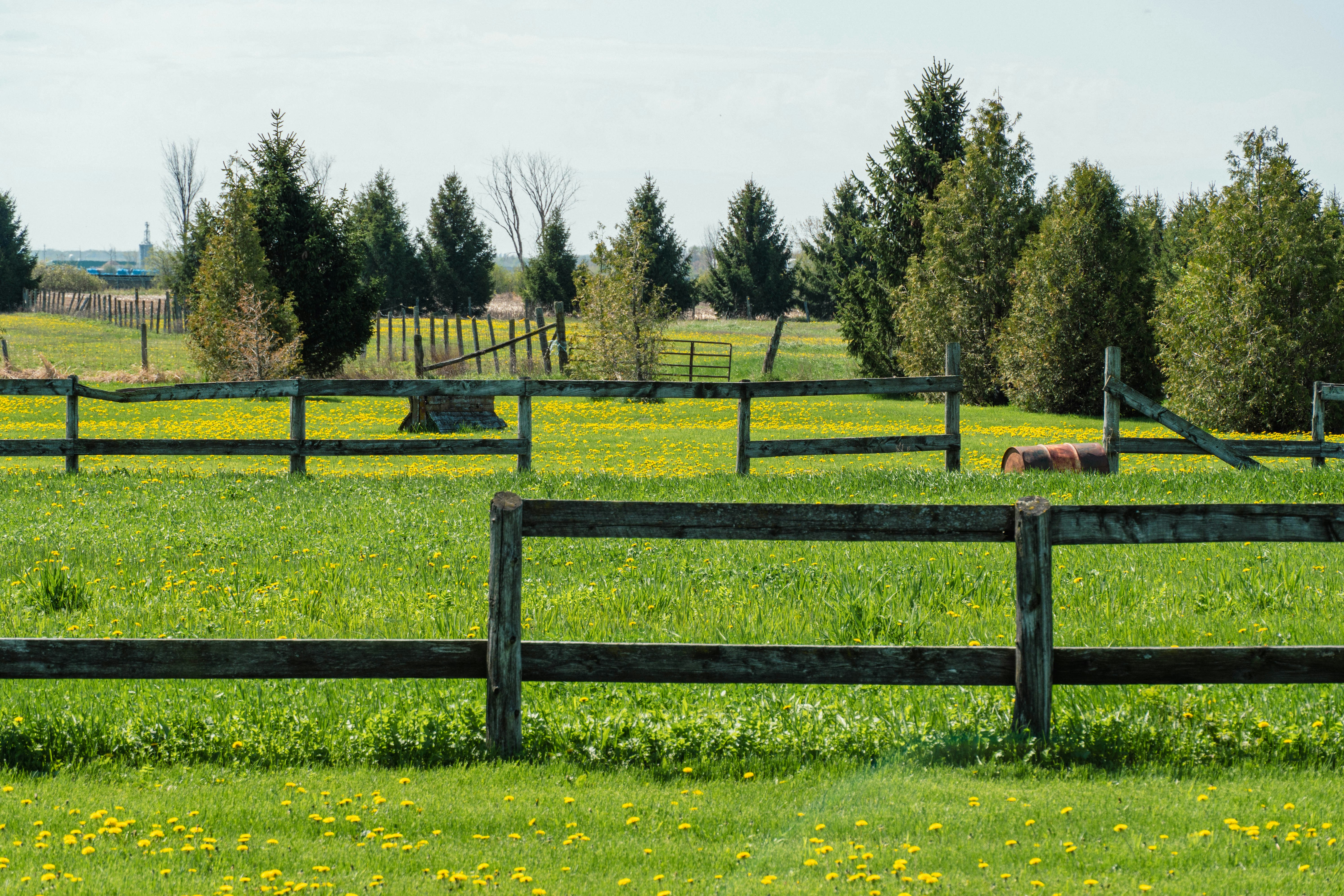 Pastoral Plywood: A Quiet Fenced Field Under Golden Spring Light