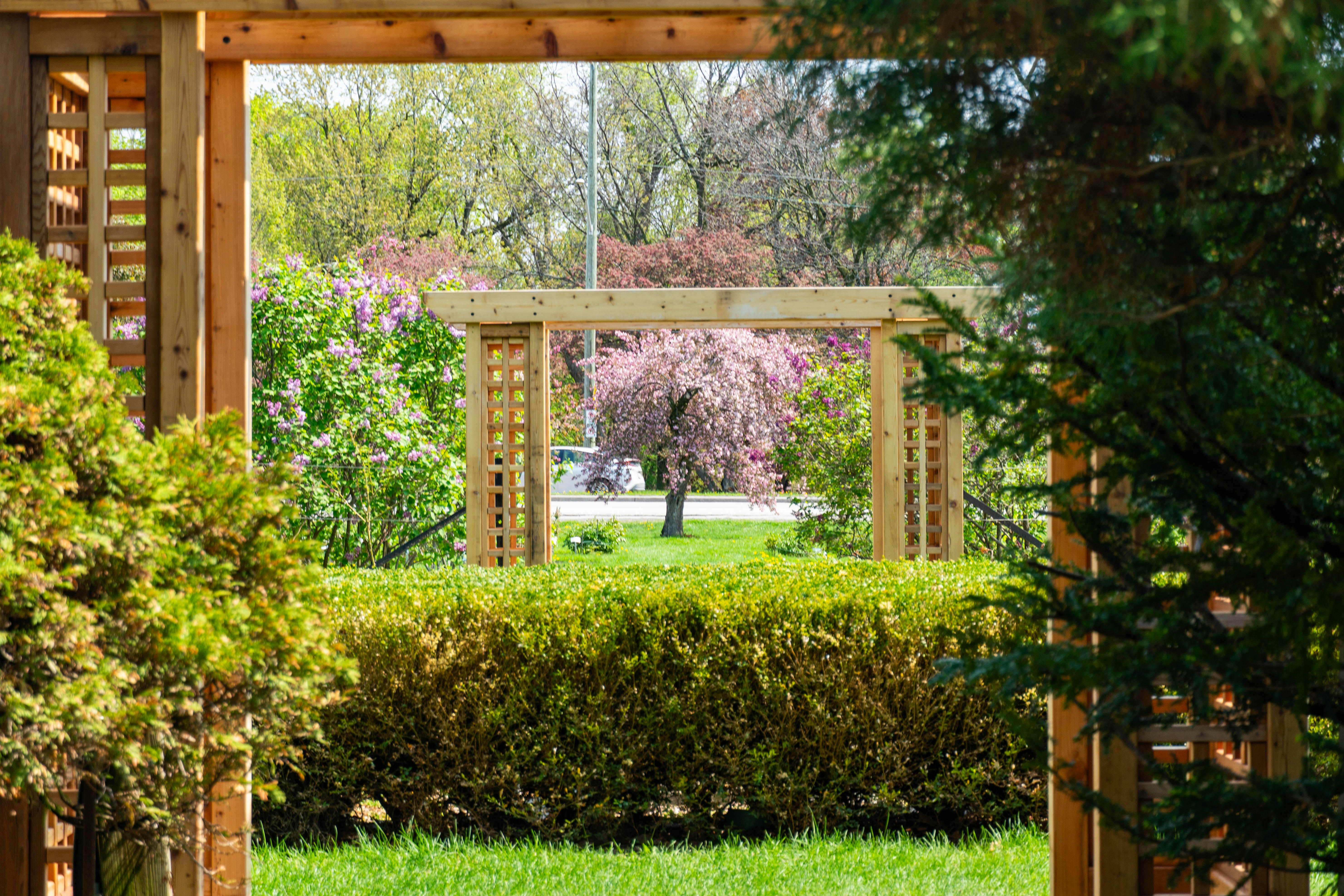 Framed Garden Arbor: A Corridor of Green and Blossoms Draws the Eye Toward the Spring-Yellow Road
