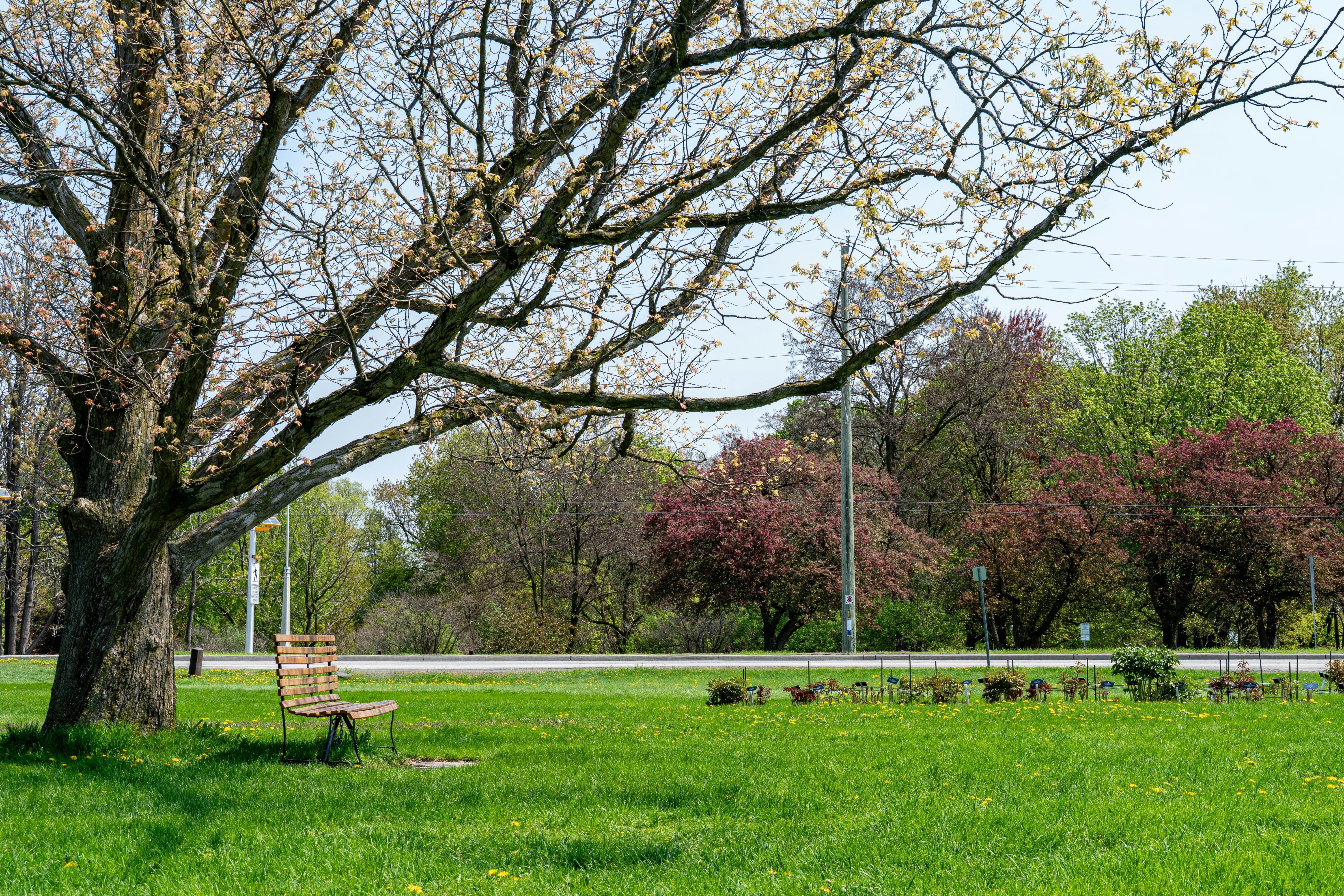 Shaded lawn with a Weathered Tree and Blooming Park in Spring