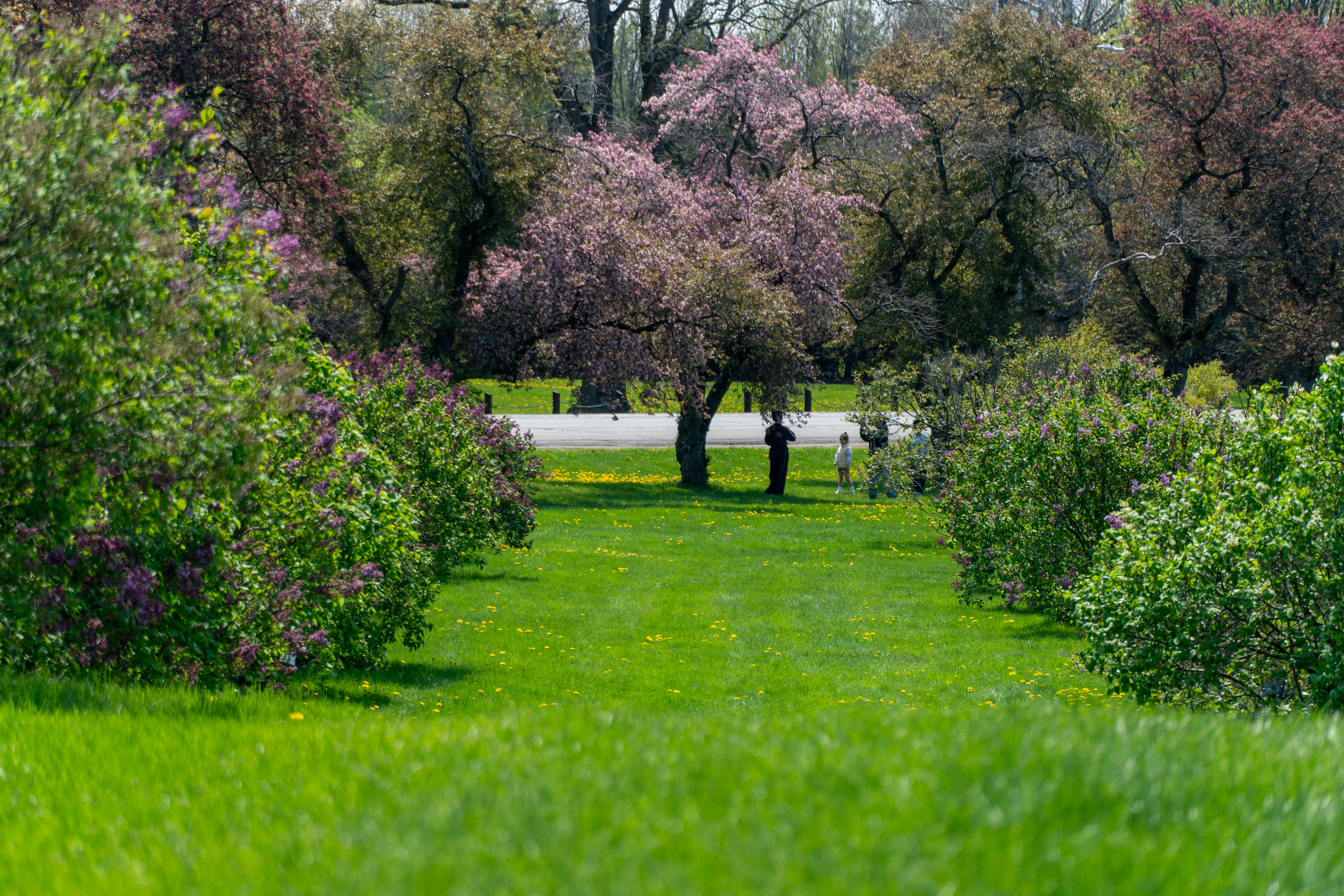 Spring Walk Through a Blooming Park
