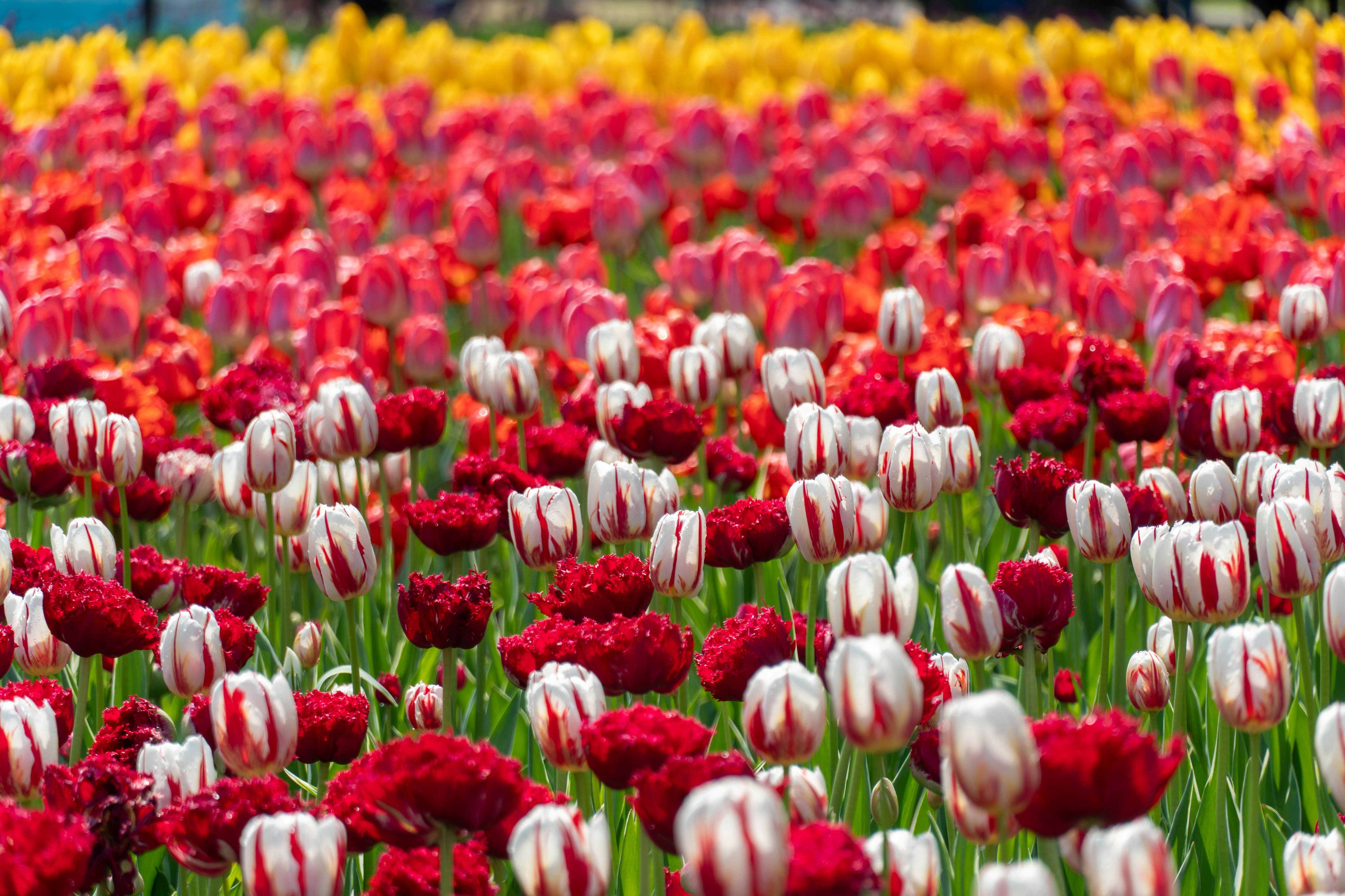 Persian Carpet of Tulips: A Field of Striped White and Red Flowers