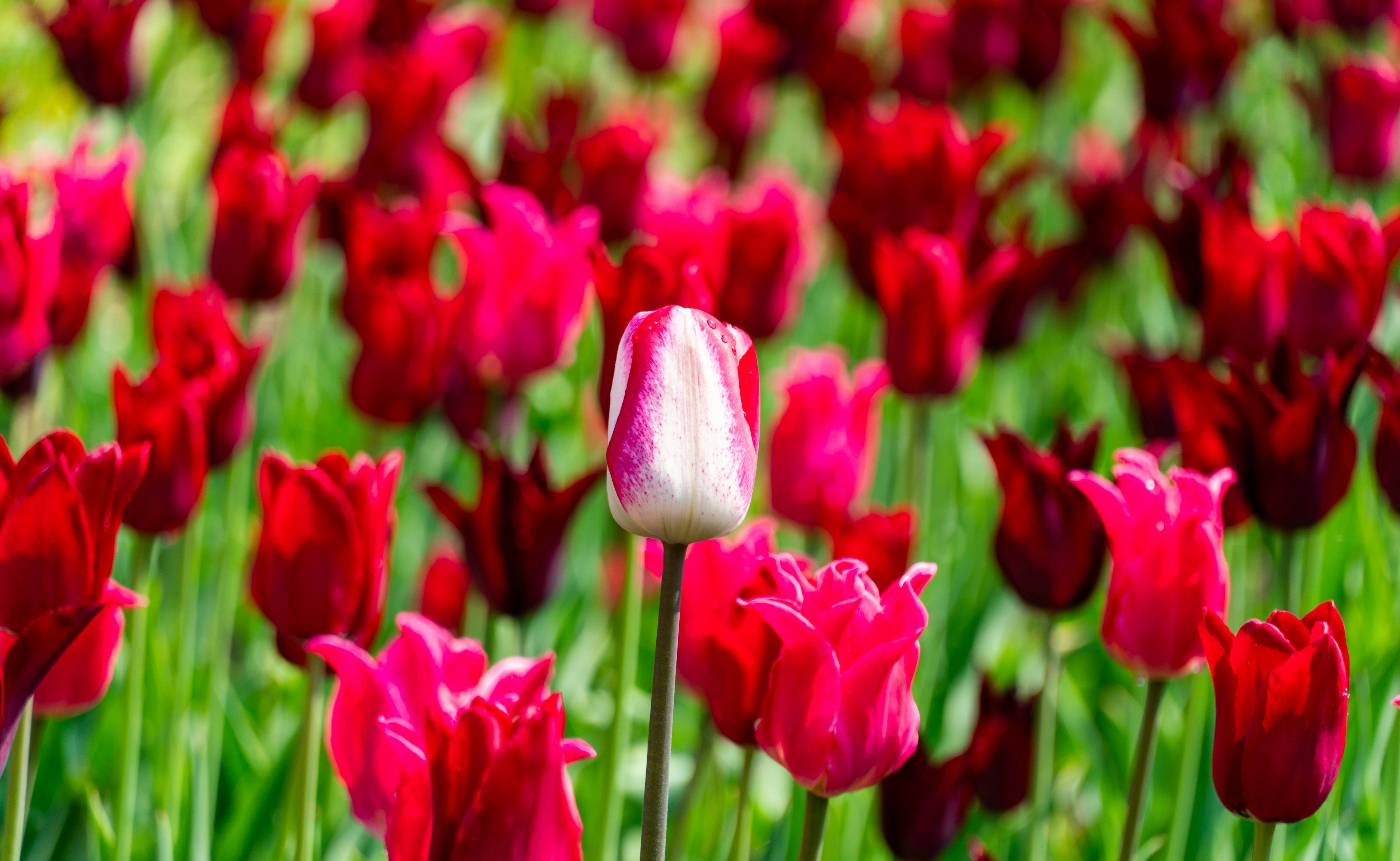 A lone tulip amid a field of crimson blooms