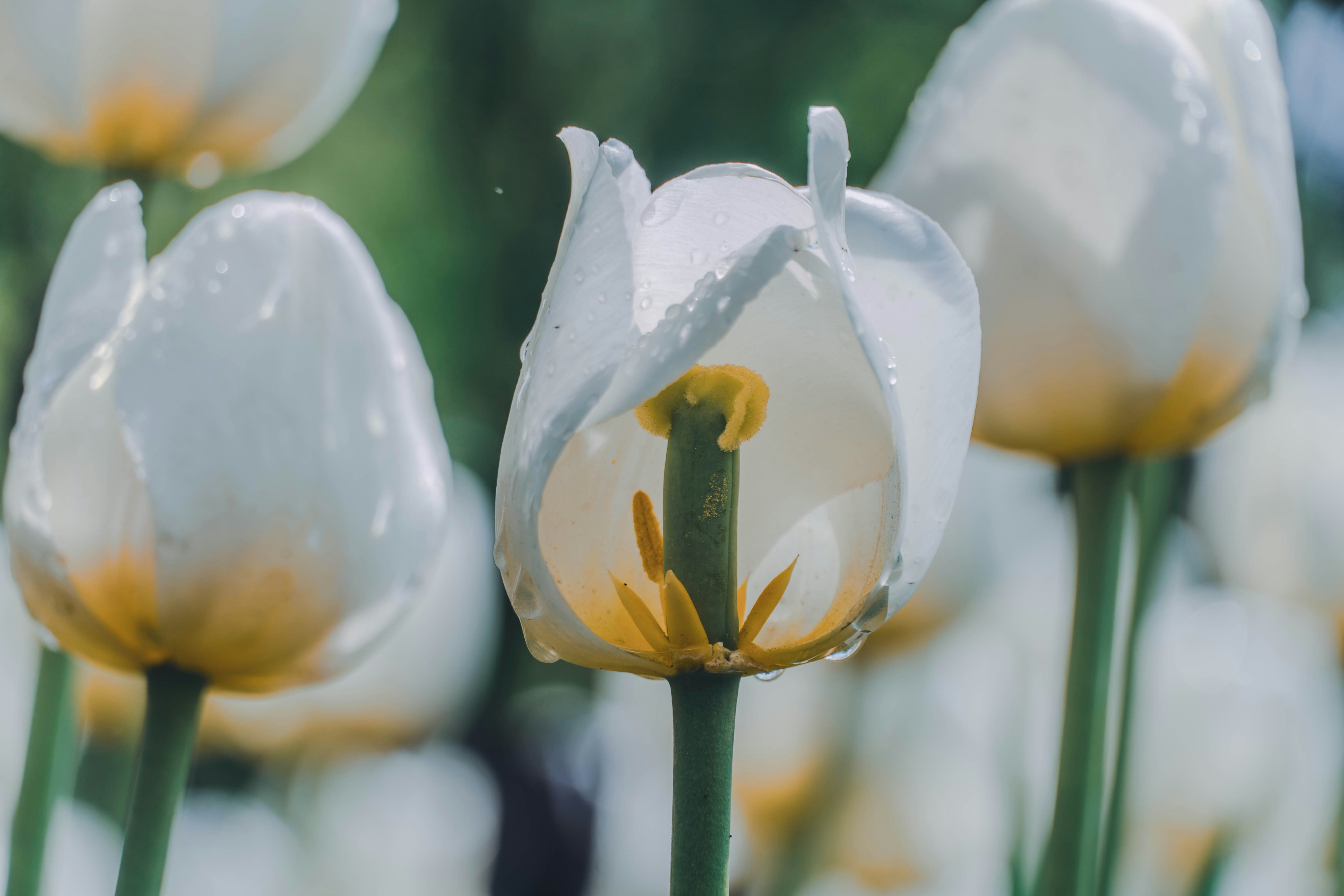 Close-up of a single white tulip fragment framed amid blurred blossoms