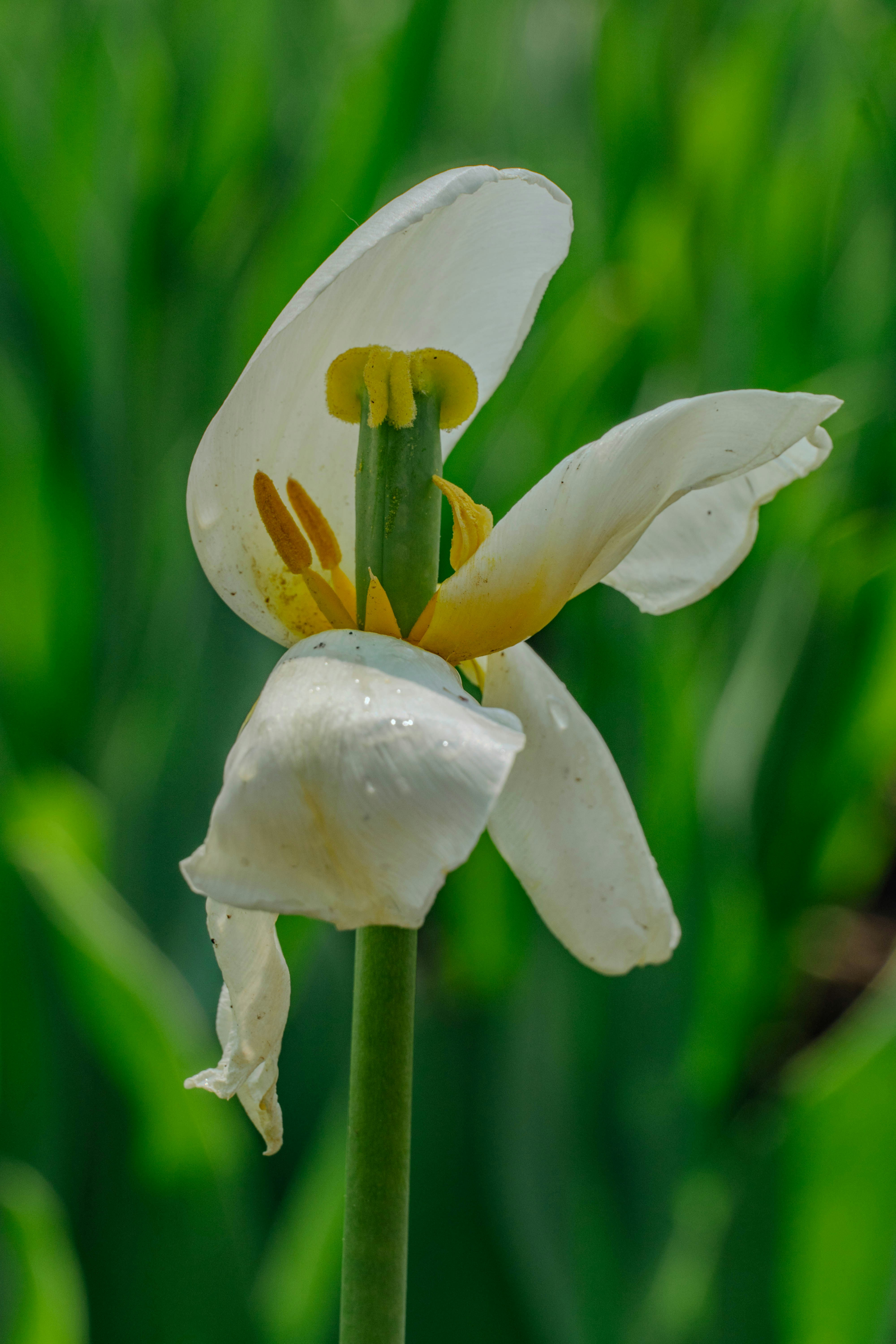 White Tulip in Focus: A Close-Up of Fragile Petals Against Green Backdrop