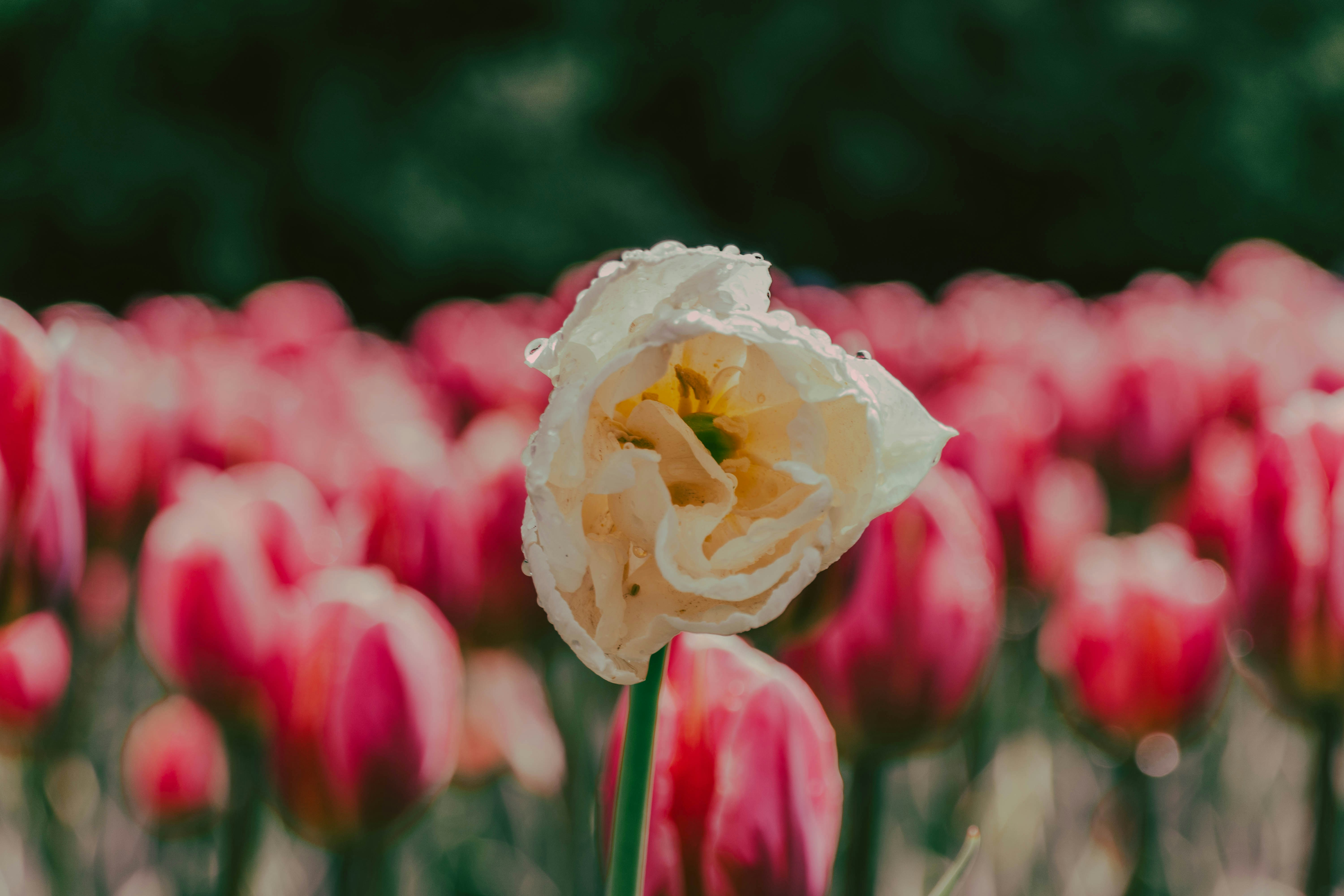 Cream Rose Amid a Blush Field
