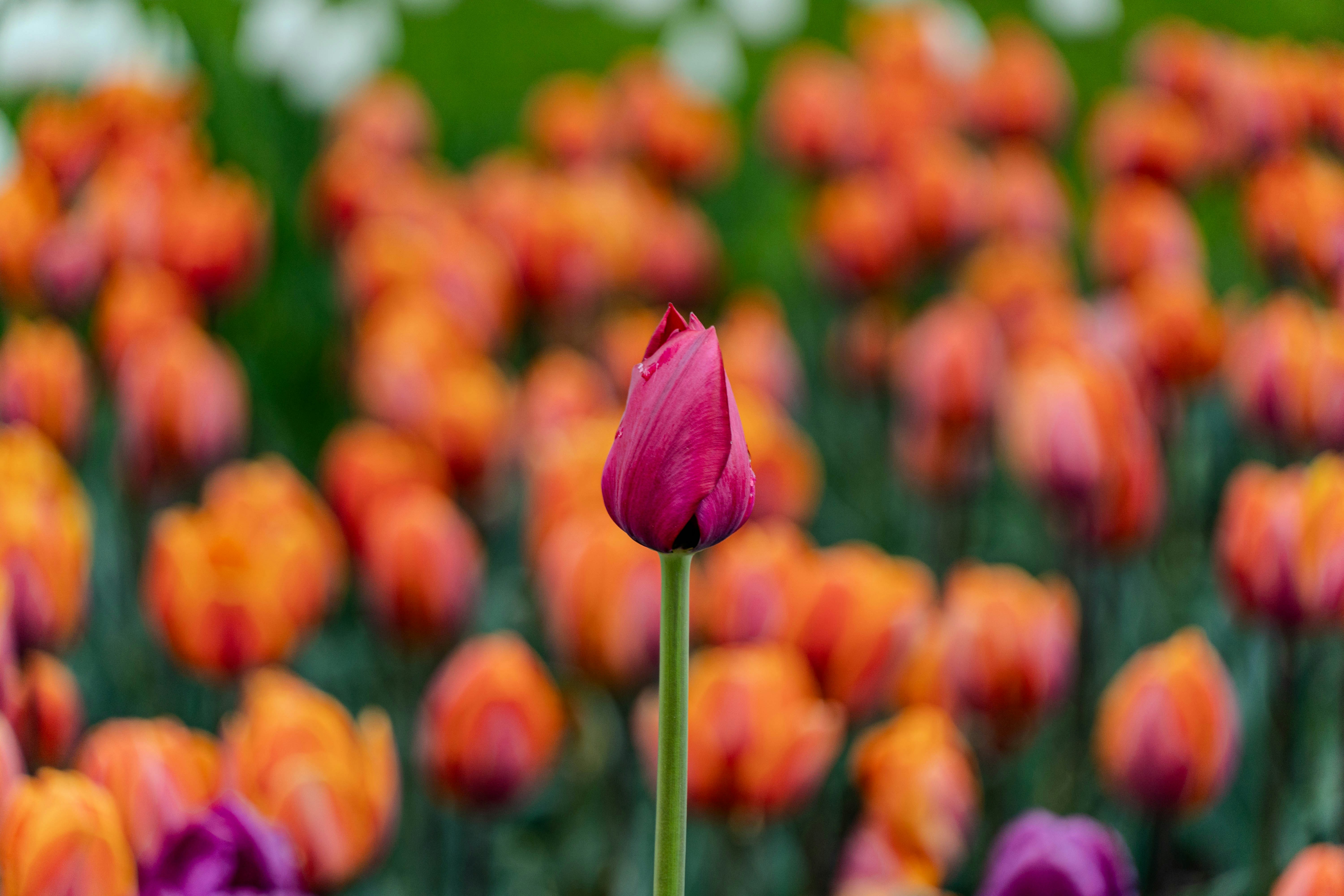  lone magenta tulip rising from a sea of orange-red blooms