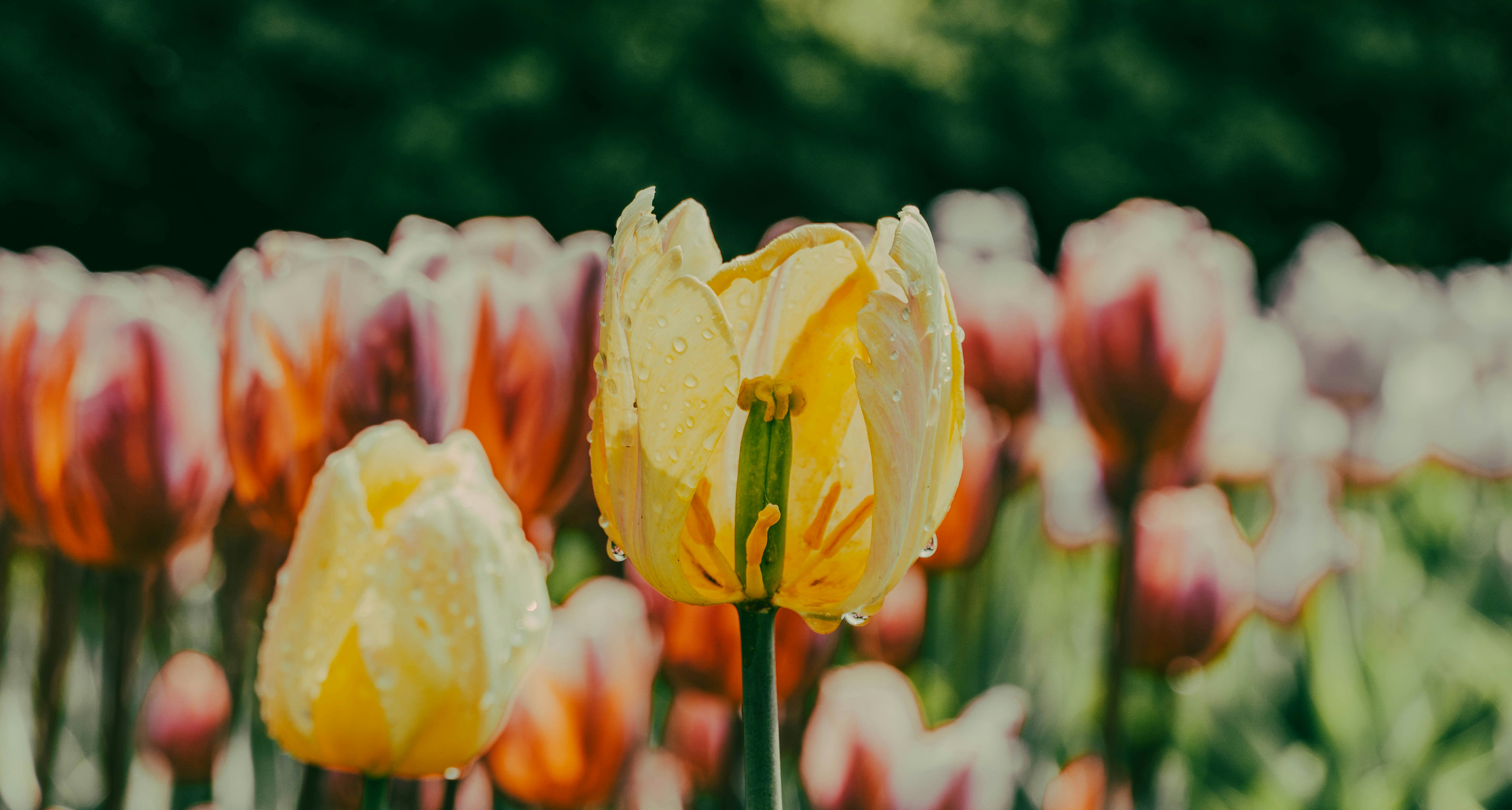 Central Tulip in a Sea of Bloom