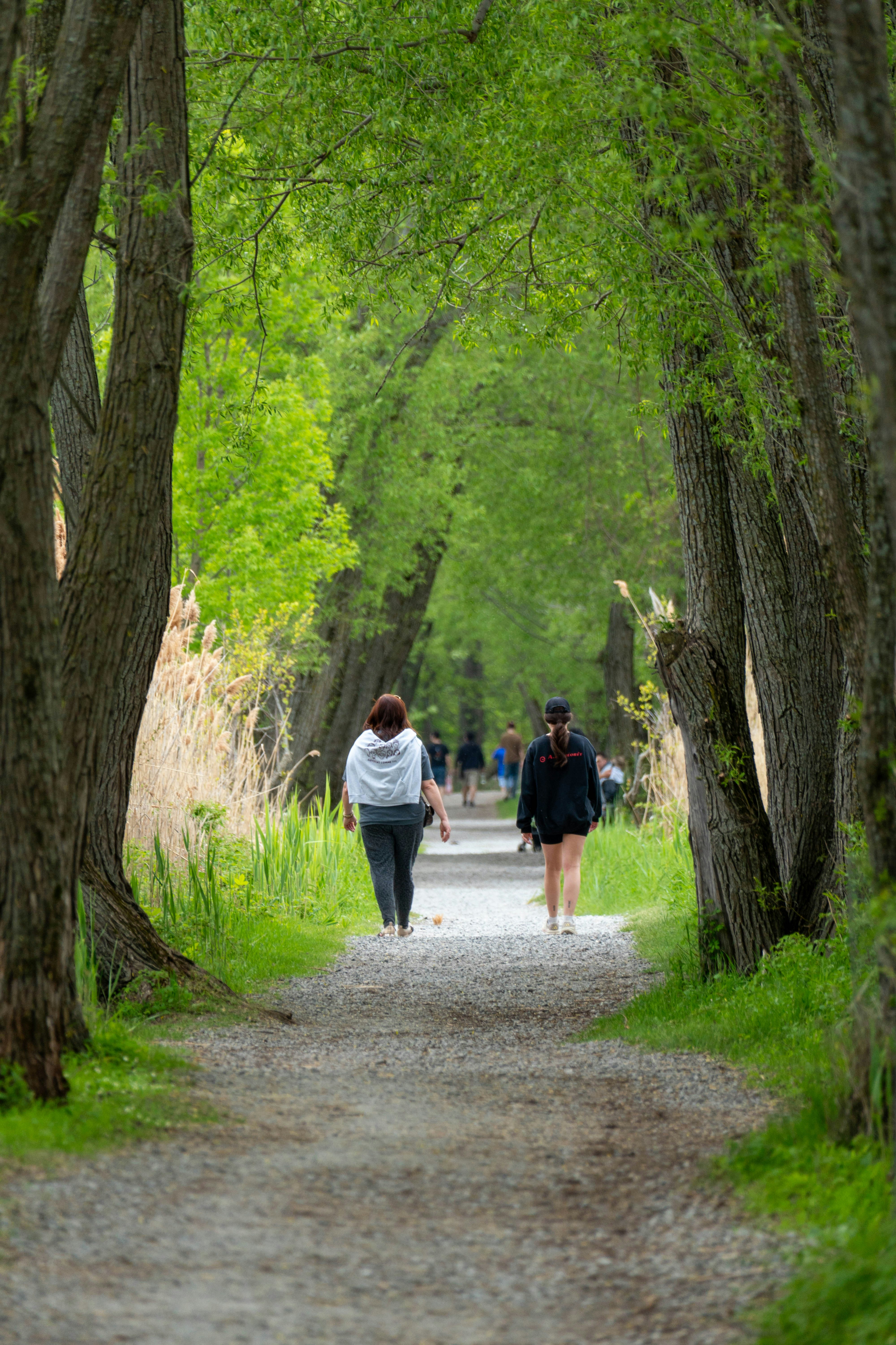Forest Lane Strollers: A Quiet Walk Beneath Verdant Arches
