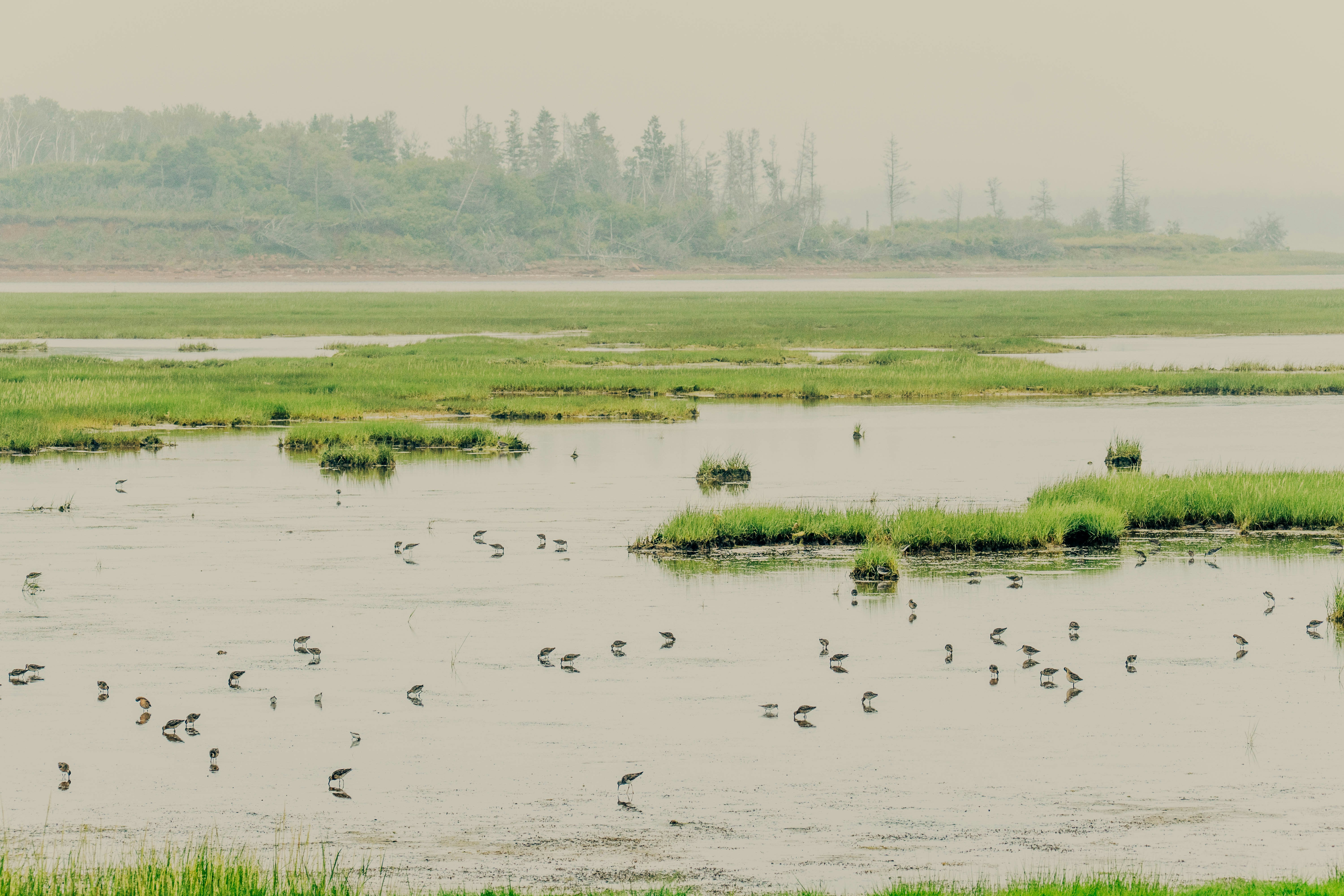 Mist over Marsh: A Quiet Span of Green and Water