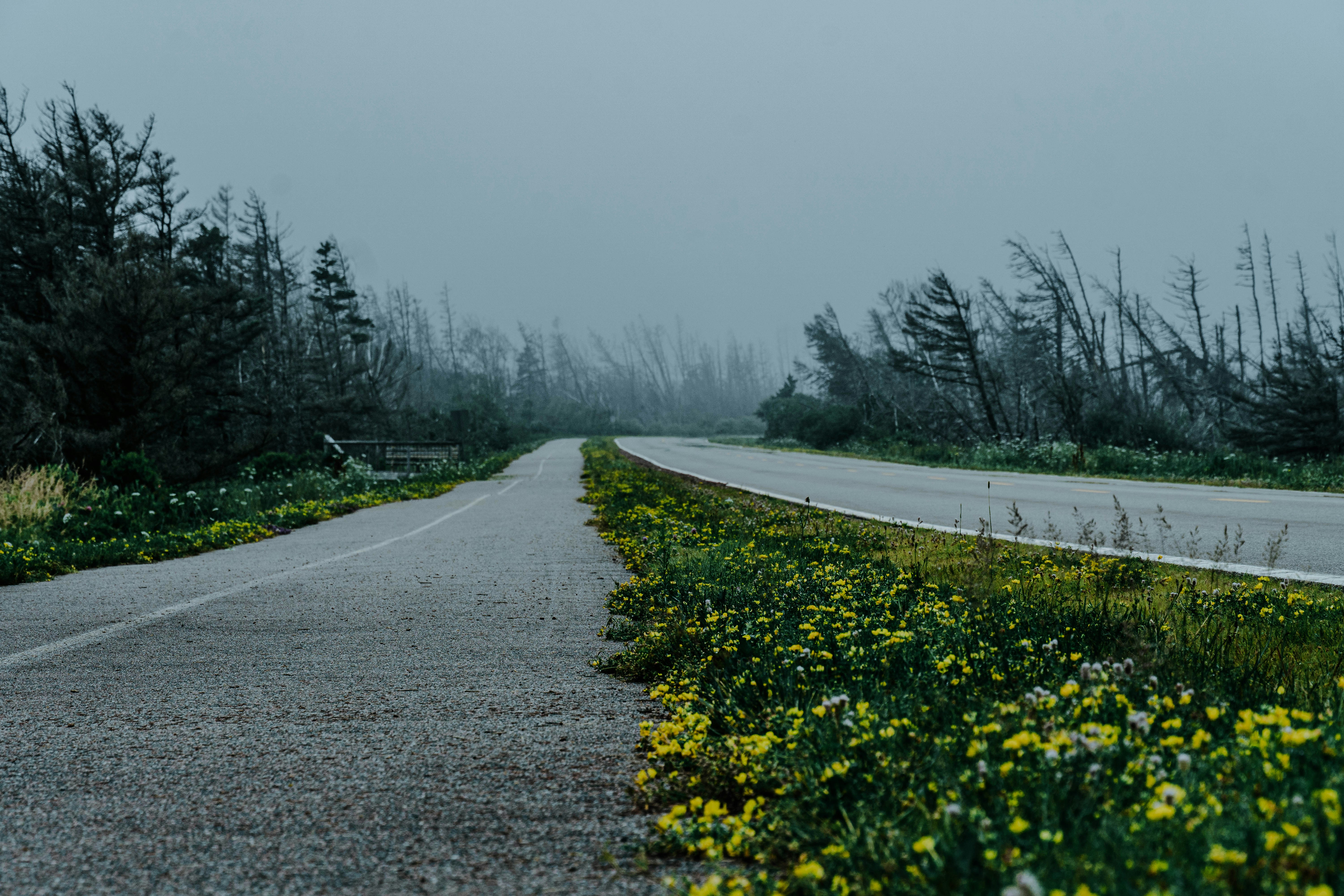 Foggy Roadside Bloom: A Quiet Run Toward the Unknown