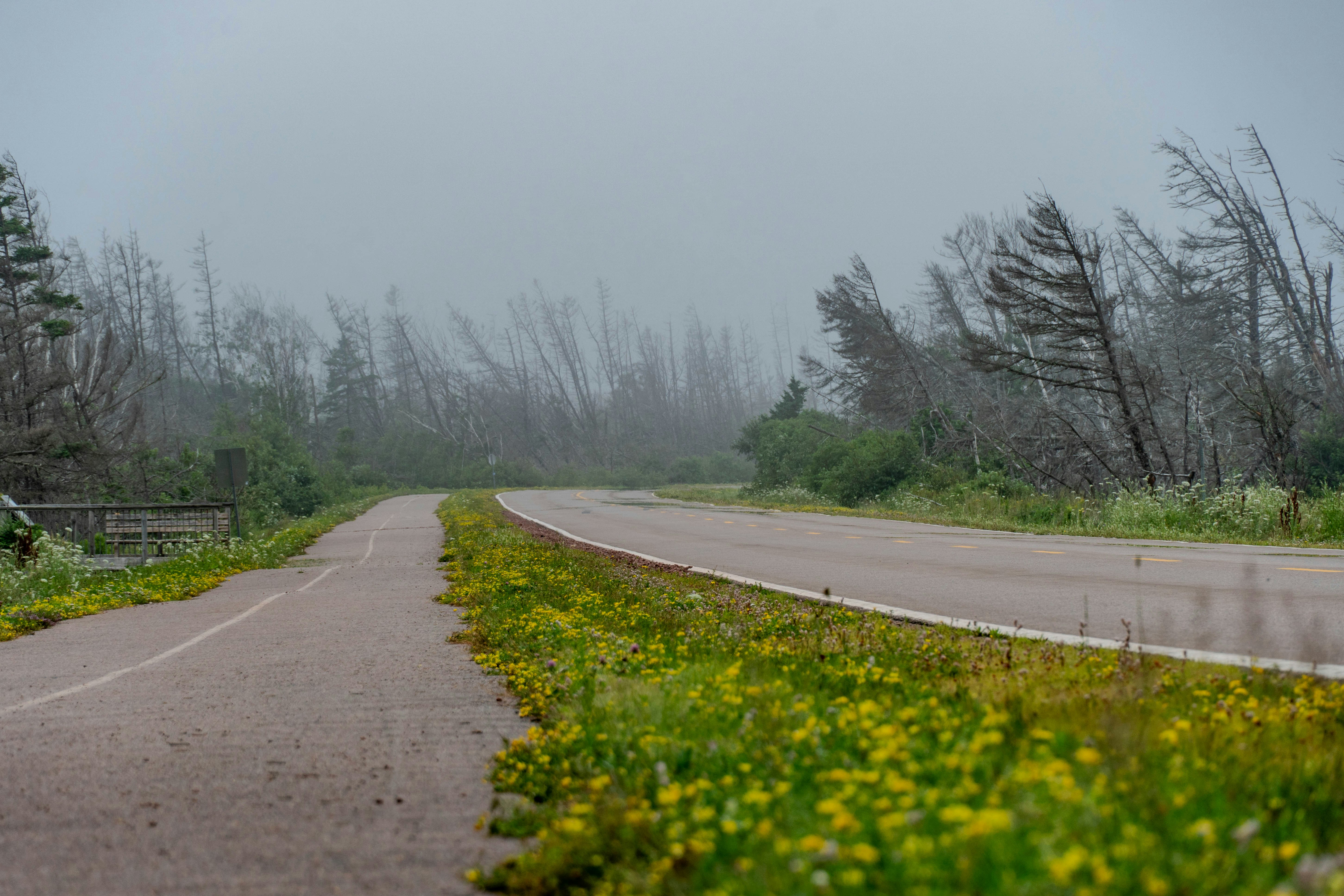 Where the Road Ends in a Quiet Prairie of Dandelions