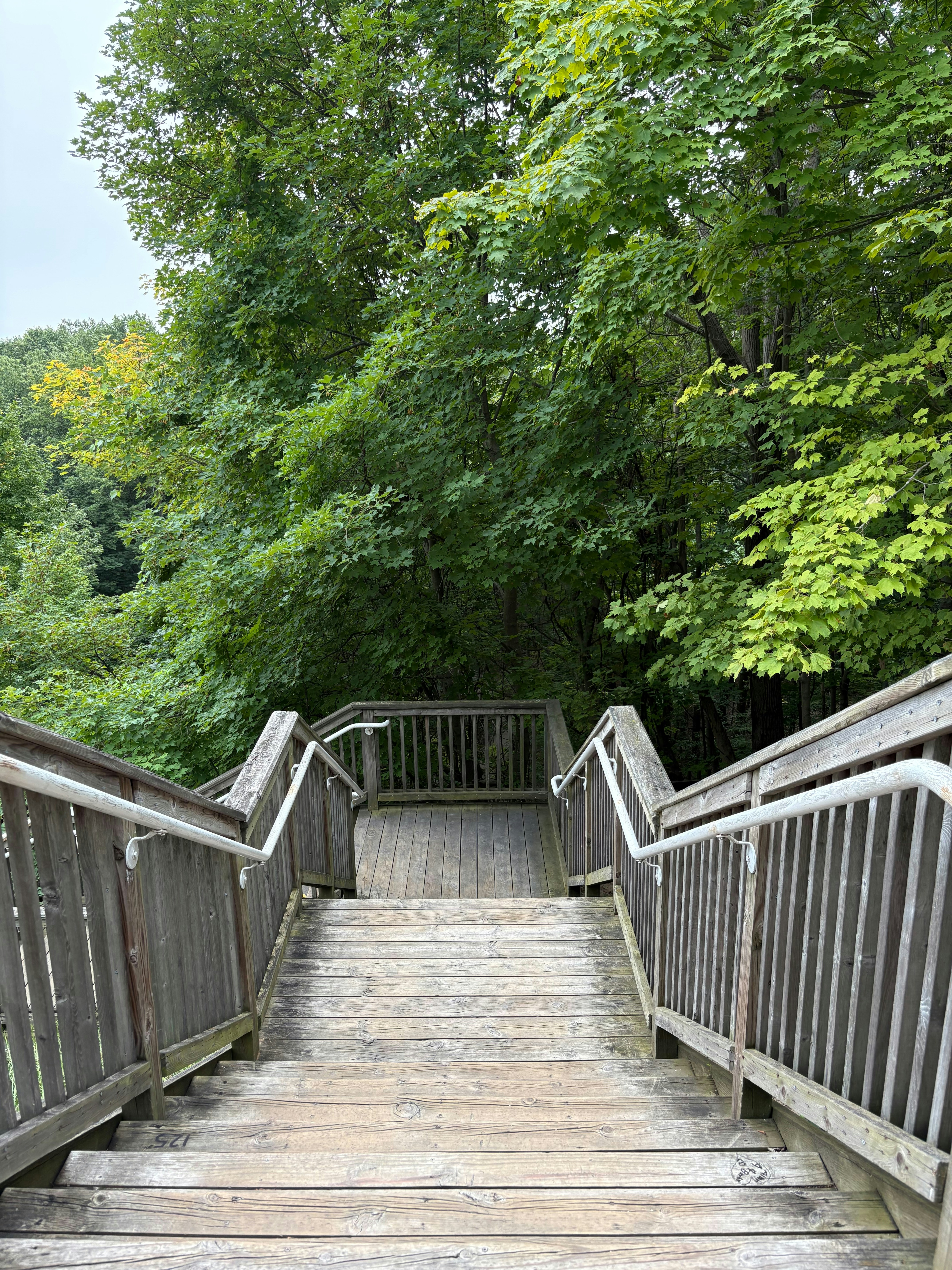 Symmetric wooden staircase into a green canopy