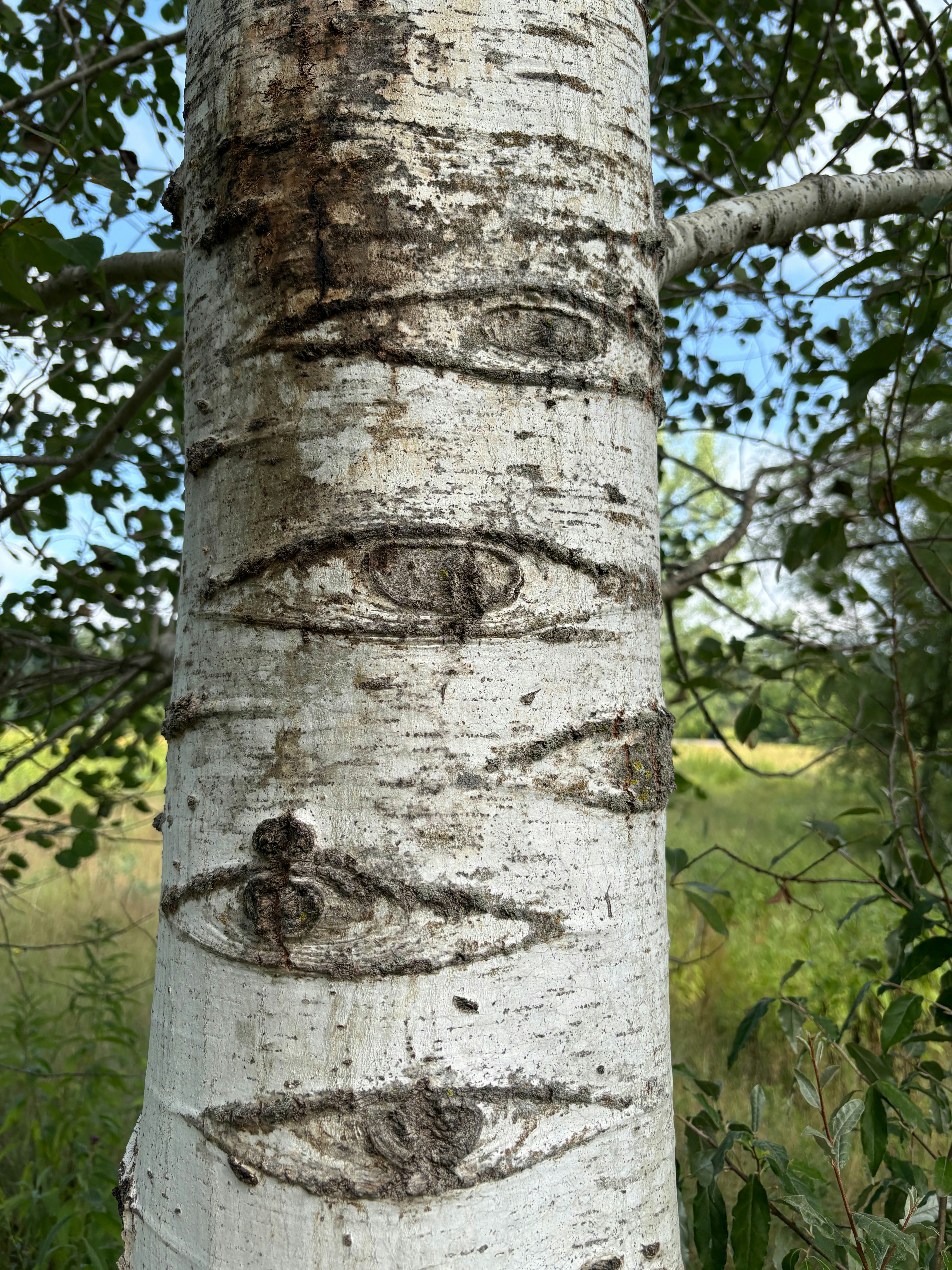Close-up of a birch tree trunk with horizontal scars resembling closed eyes, set against a field and leaves; natural texture and bark details highlighted. This is a photograph of a real tree trunk.