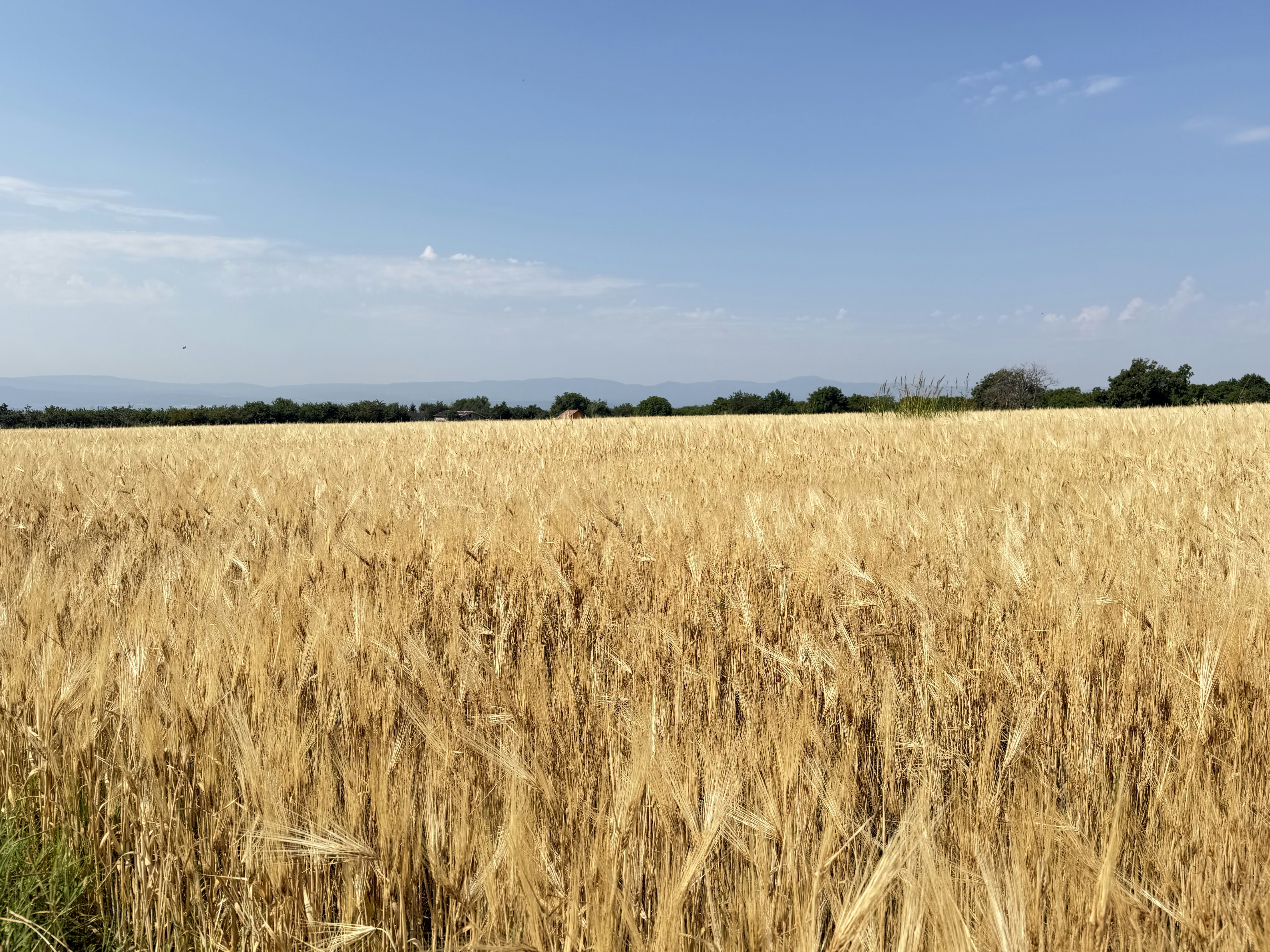 Golden Field Under a Wide Sky
