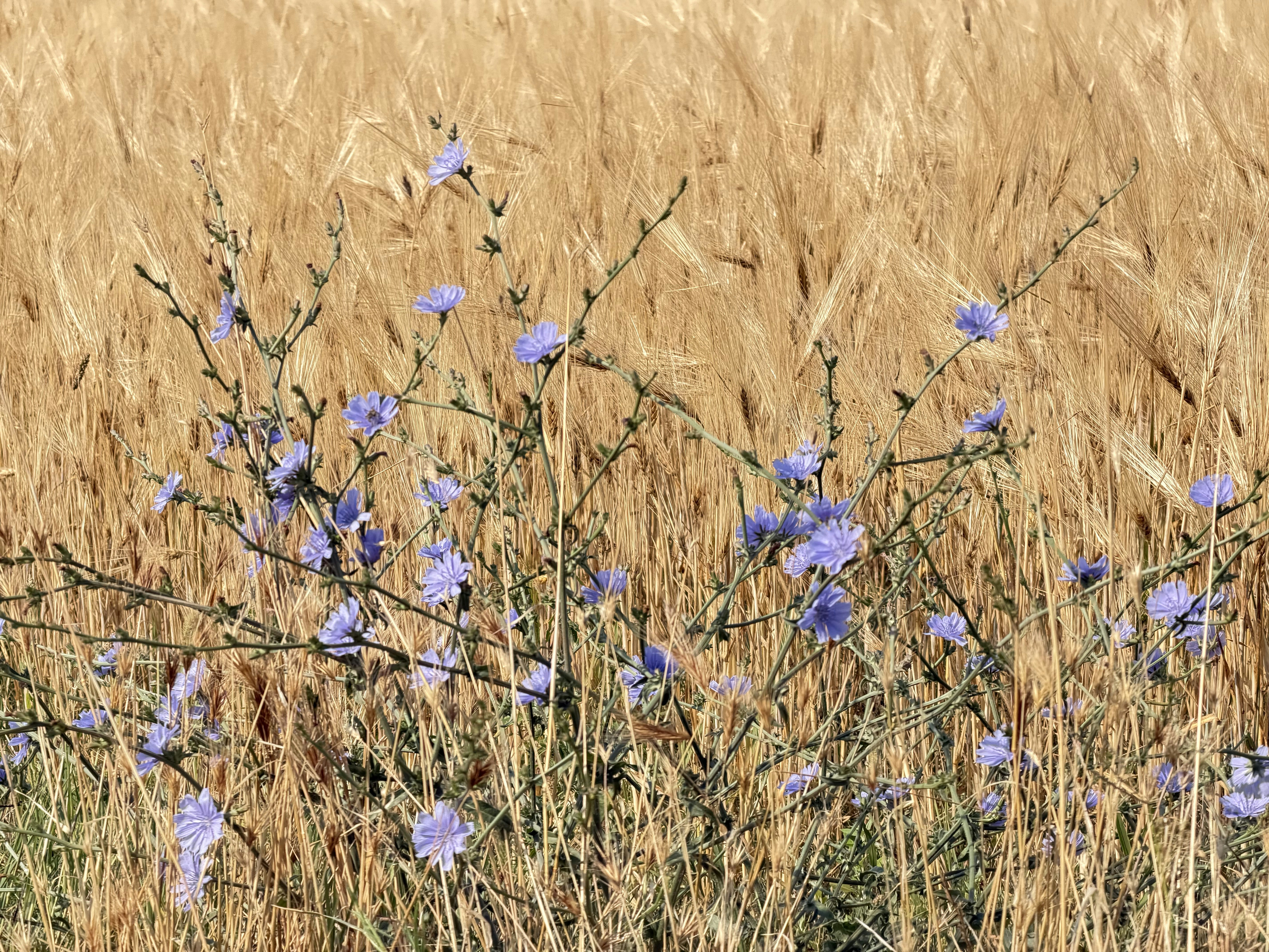 Purple blooms rise from a sea of amber stubble