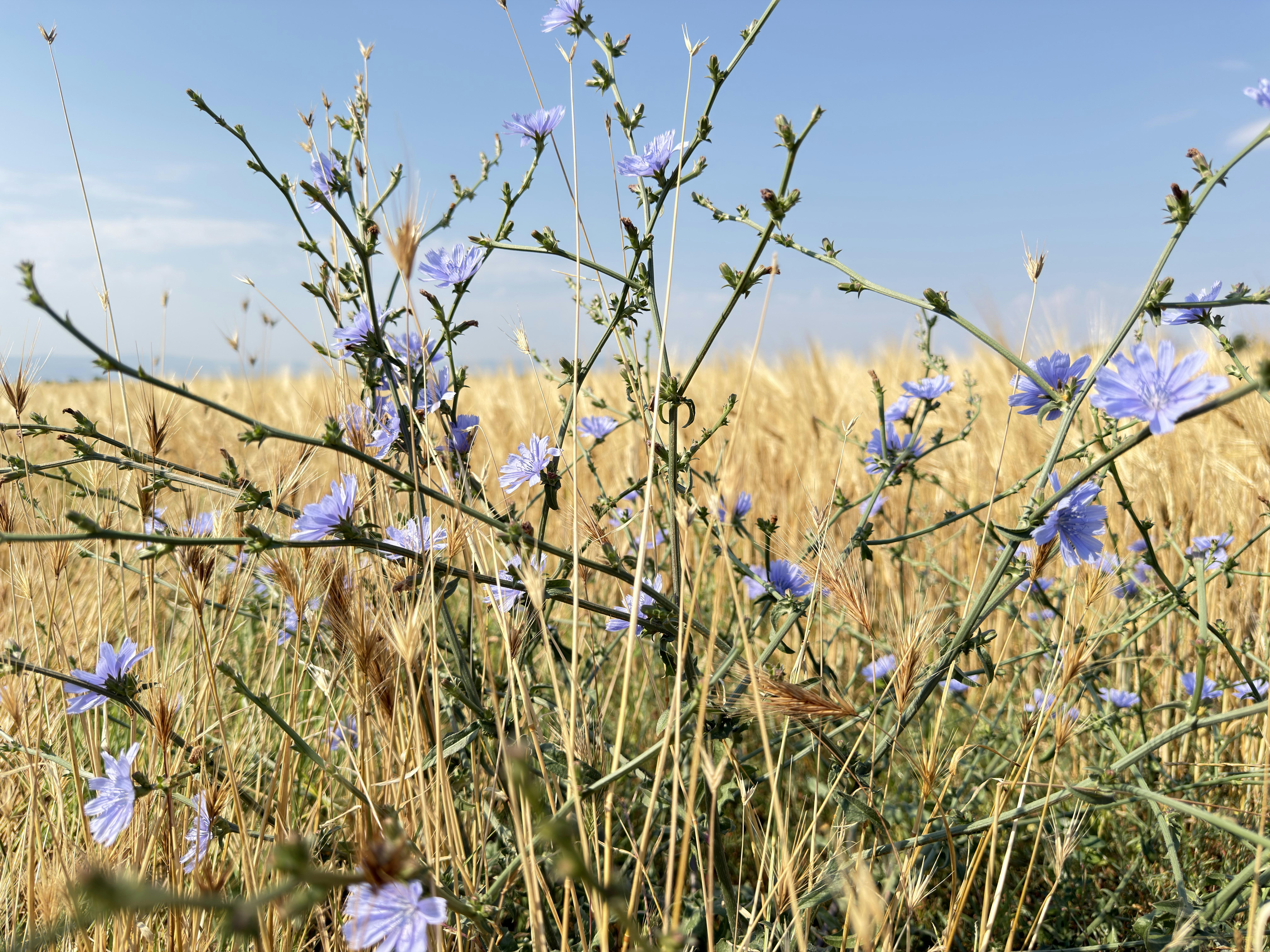 Blue wildflowers weave through a sunlit barley field under a clear sky