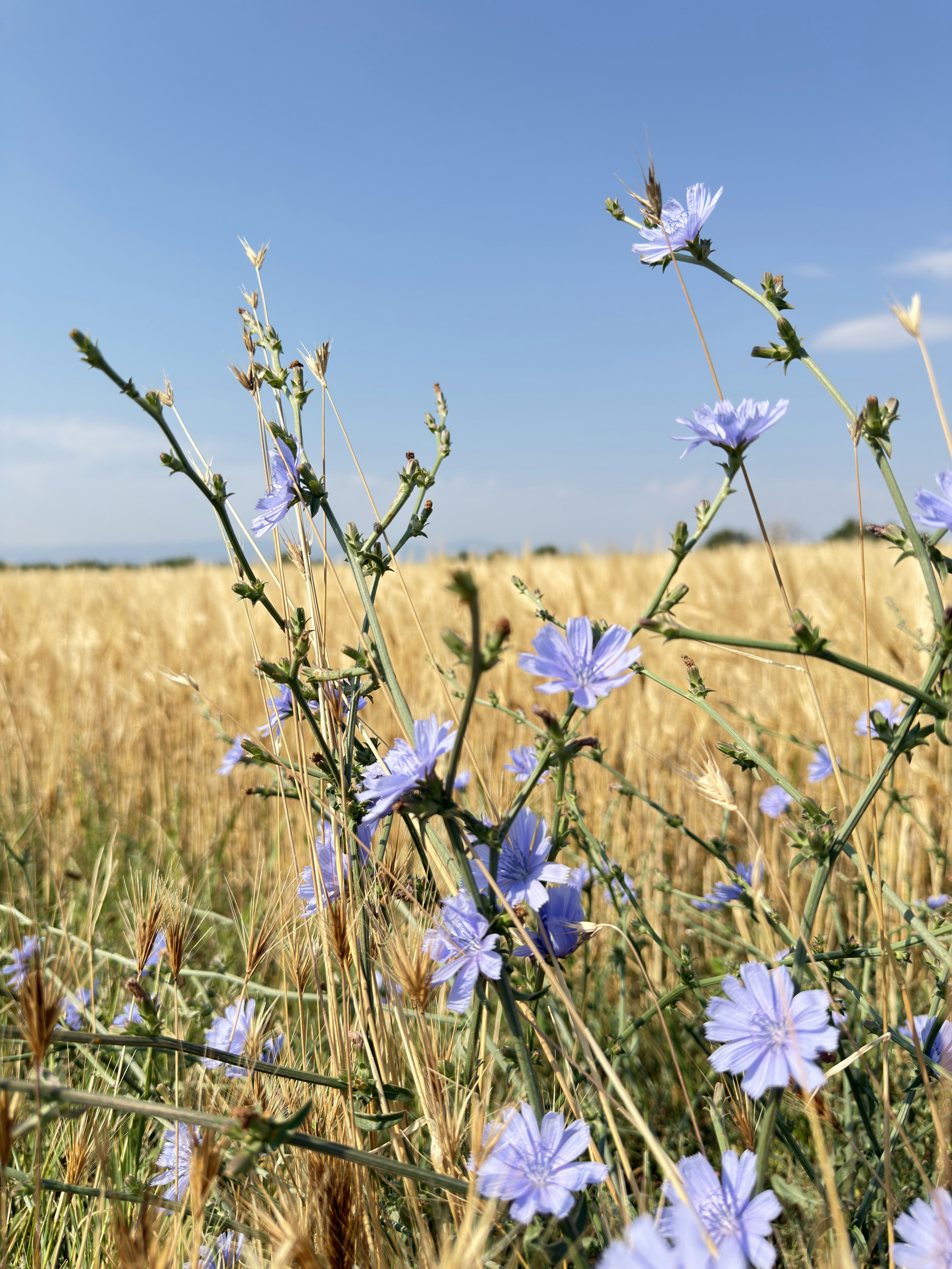 Blue Wildflowers in a Golden Field Under a Clear Sky