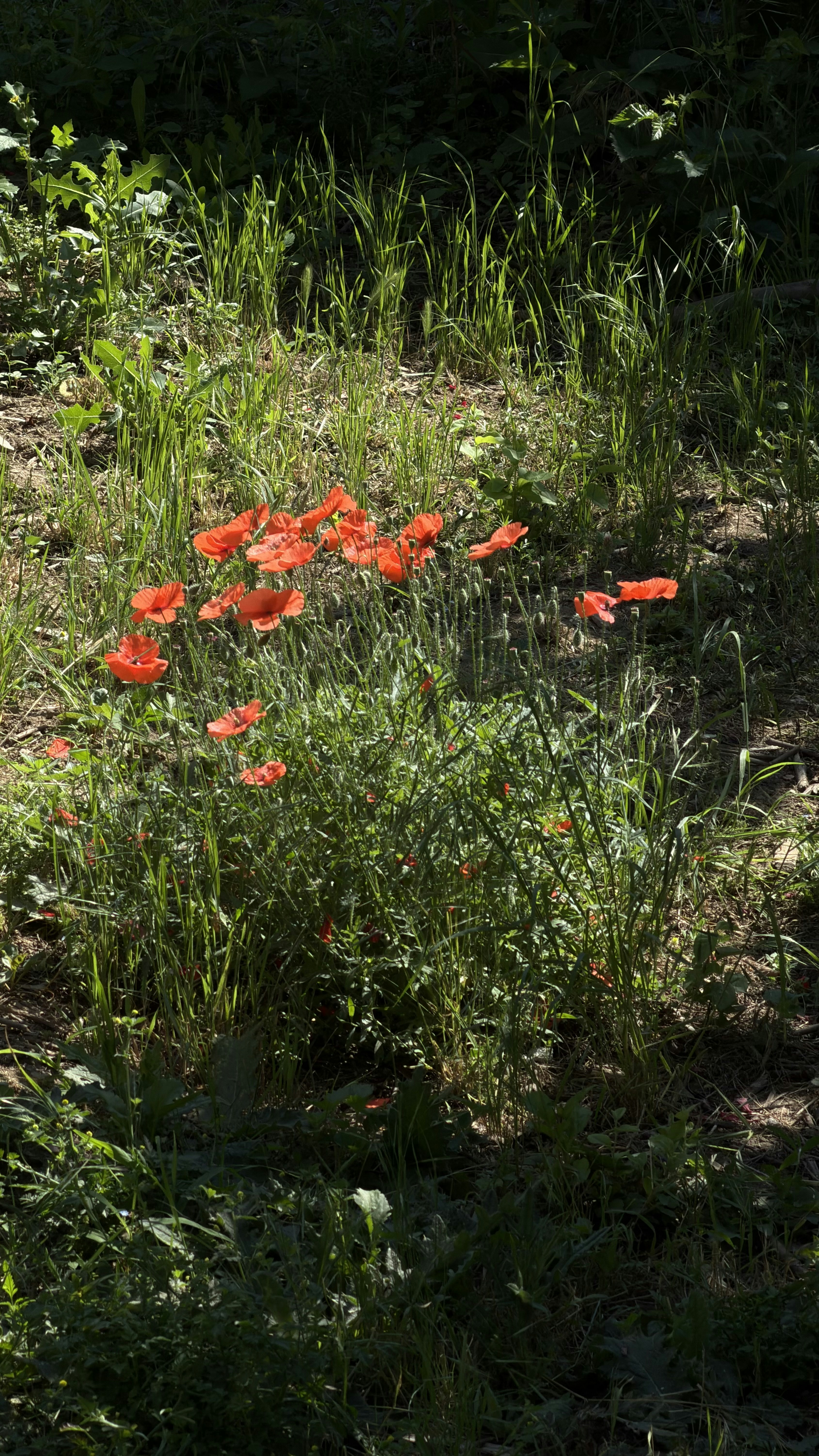 Scarlet Blooms in a Sunlit Clearing