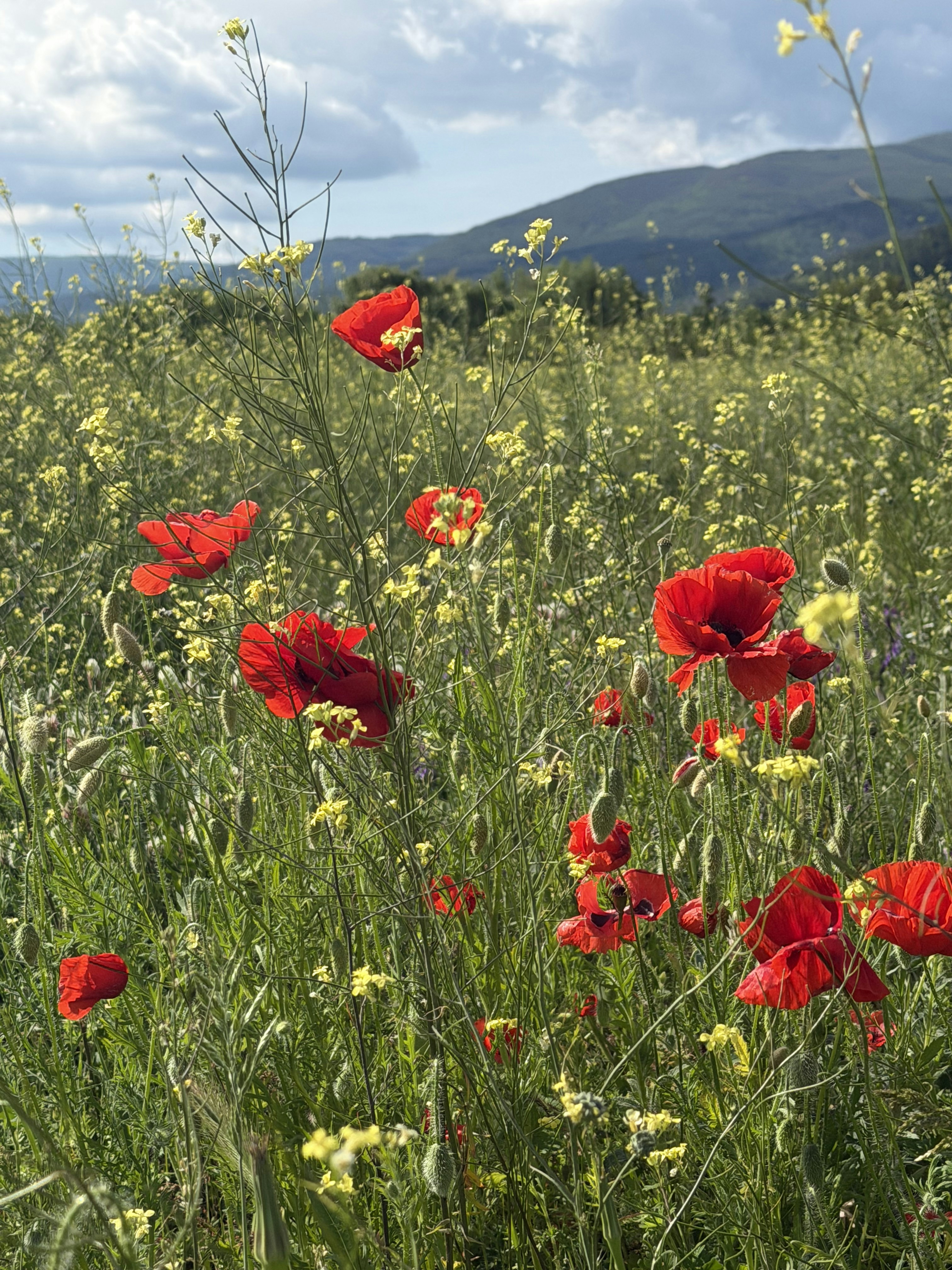 Crimson Blooms in a Golden Field with distant hills