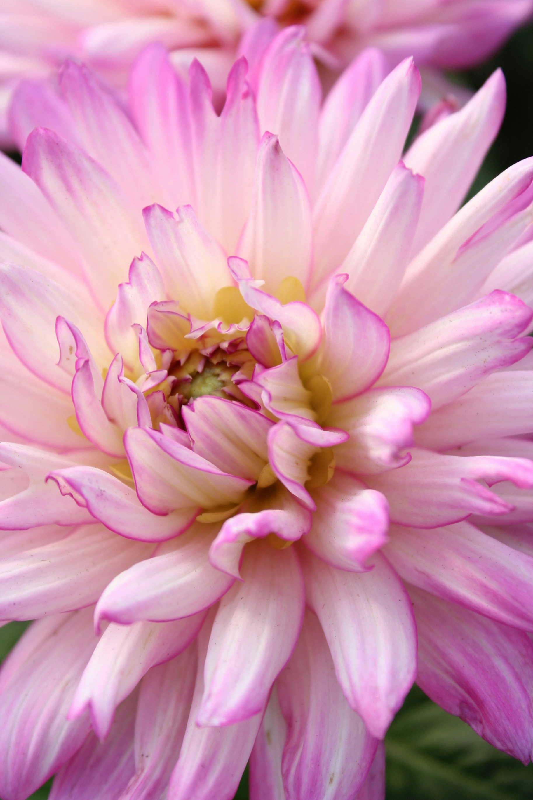Petals Converge: A Pink-White Dahlia in Full Bloom