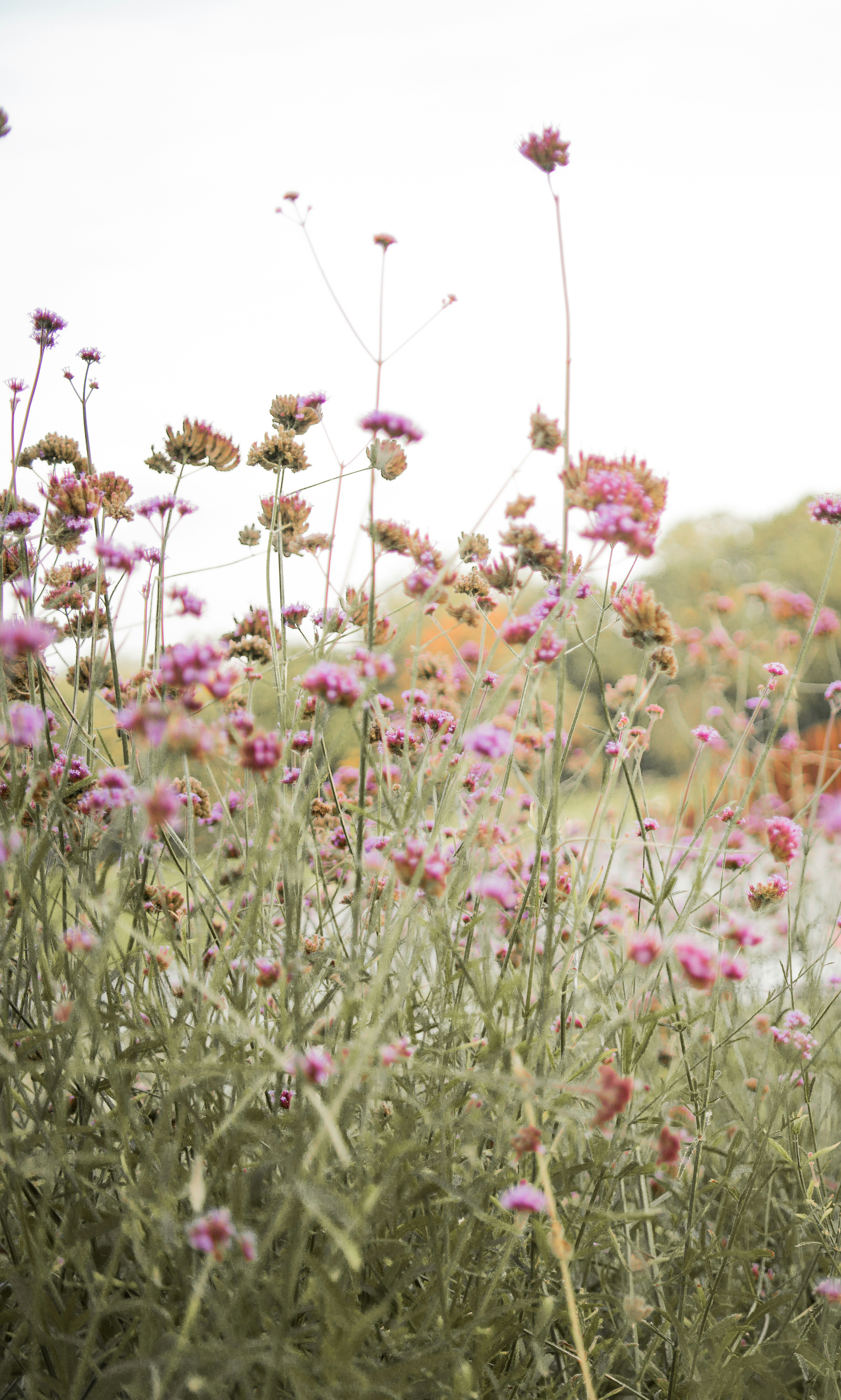 Soft-focused field of pink wildflowers with light, airy background and green stems; a serene, nature-forward scene with emphasis on plant textures and color. (Not a logo, illustration, painting, or cartoon.)