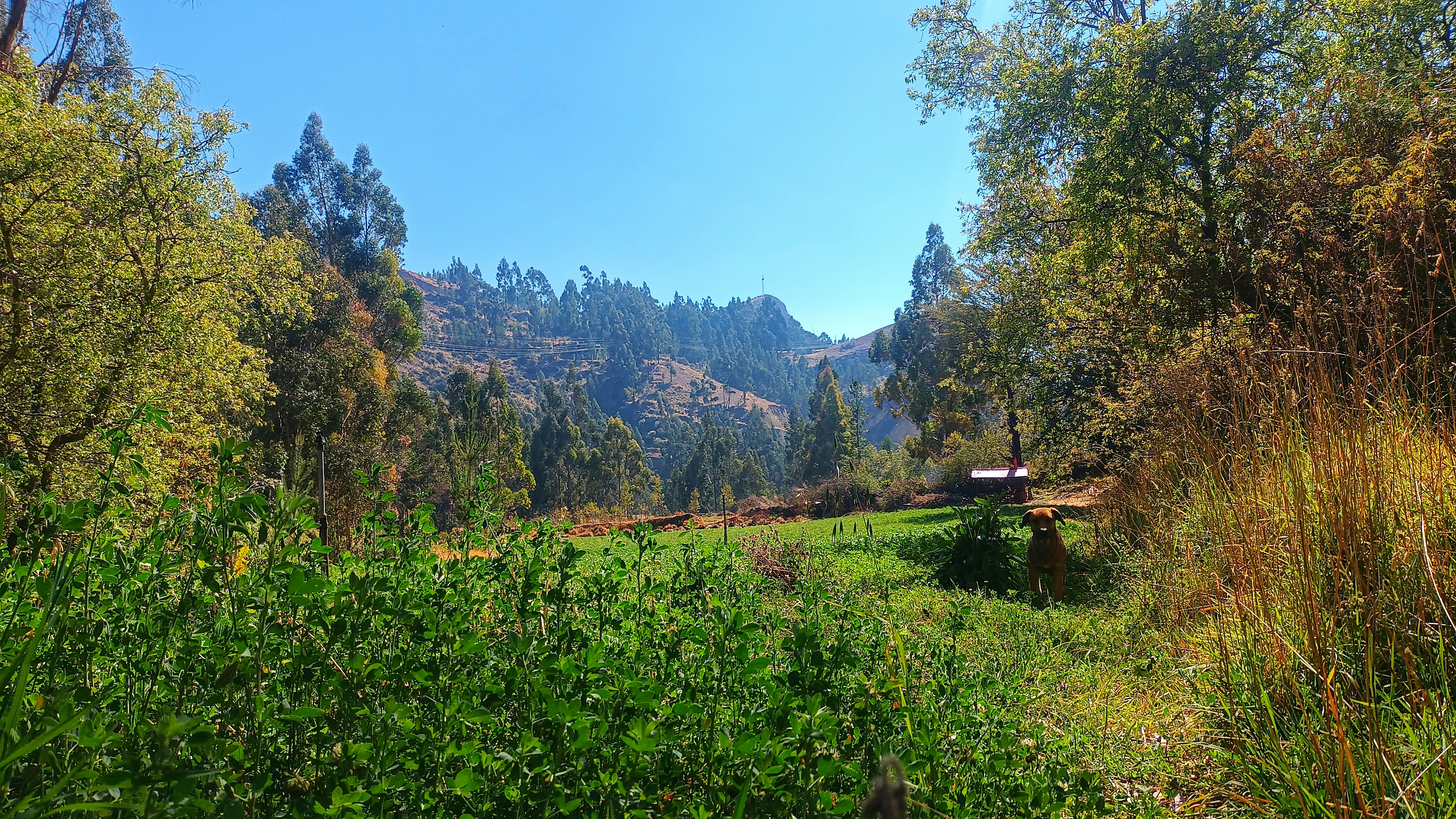Sunlit meadow retreat beyond a pine and scrub hillside