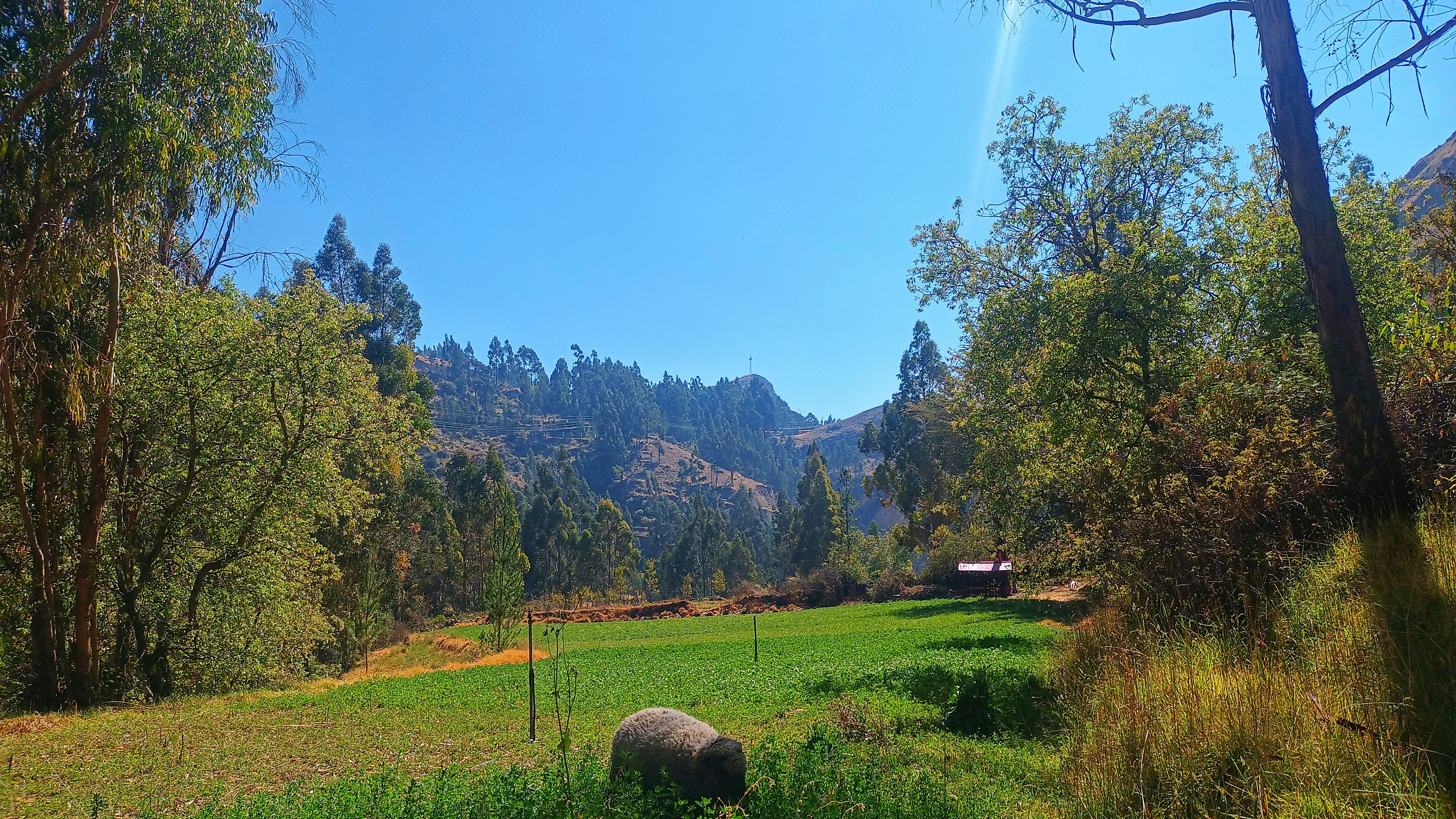 Sunlit meadow with distant hills and a rustic shelter