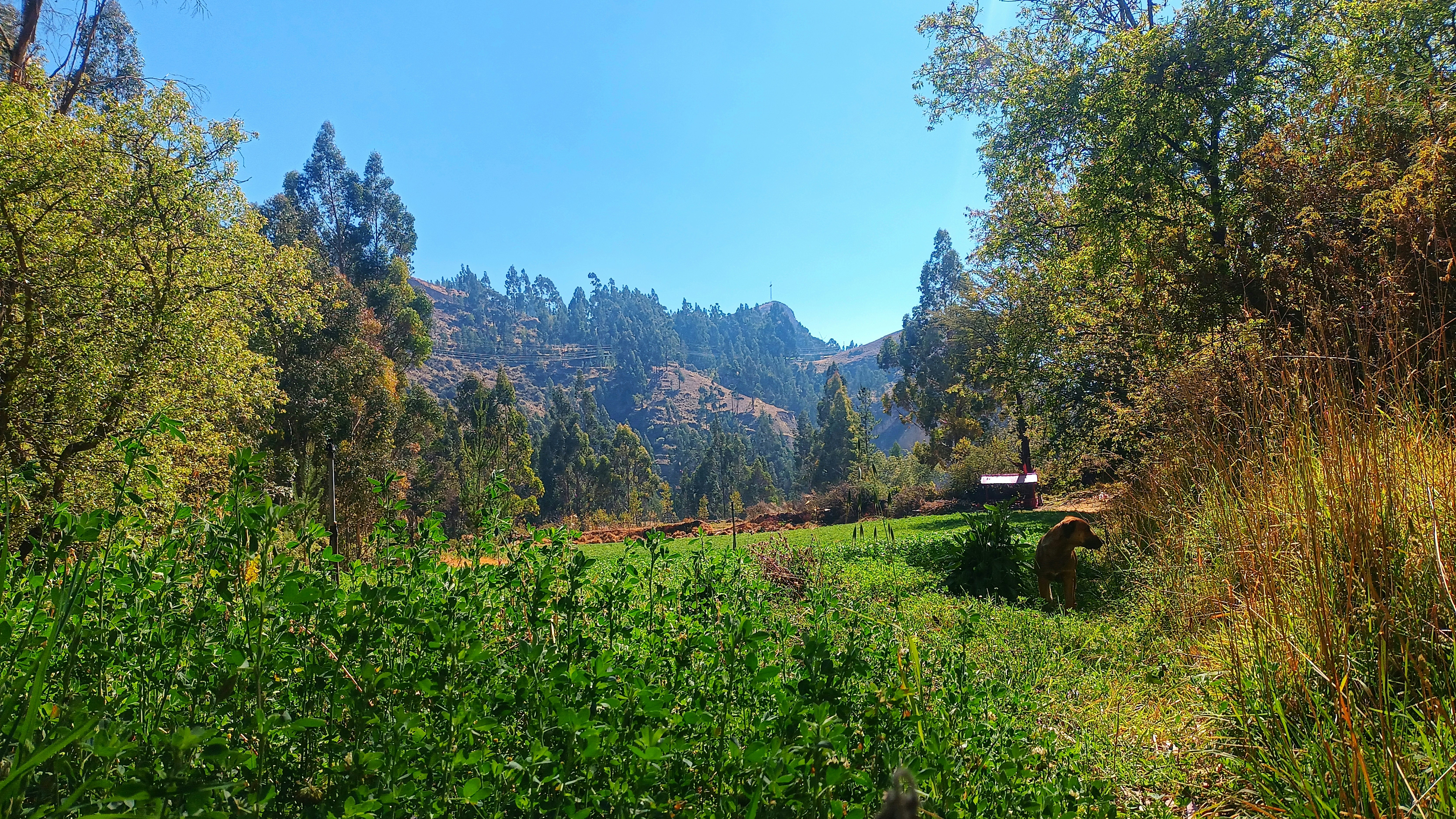 Sunlit Meadow with Distant Hills and a Hay Wagon