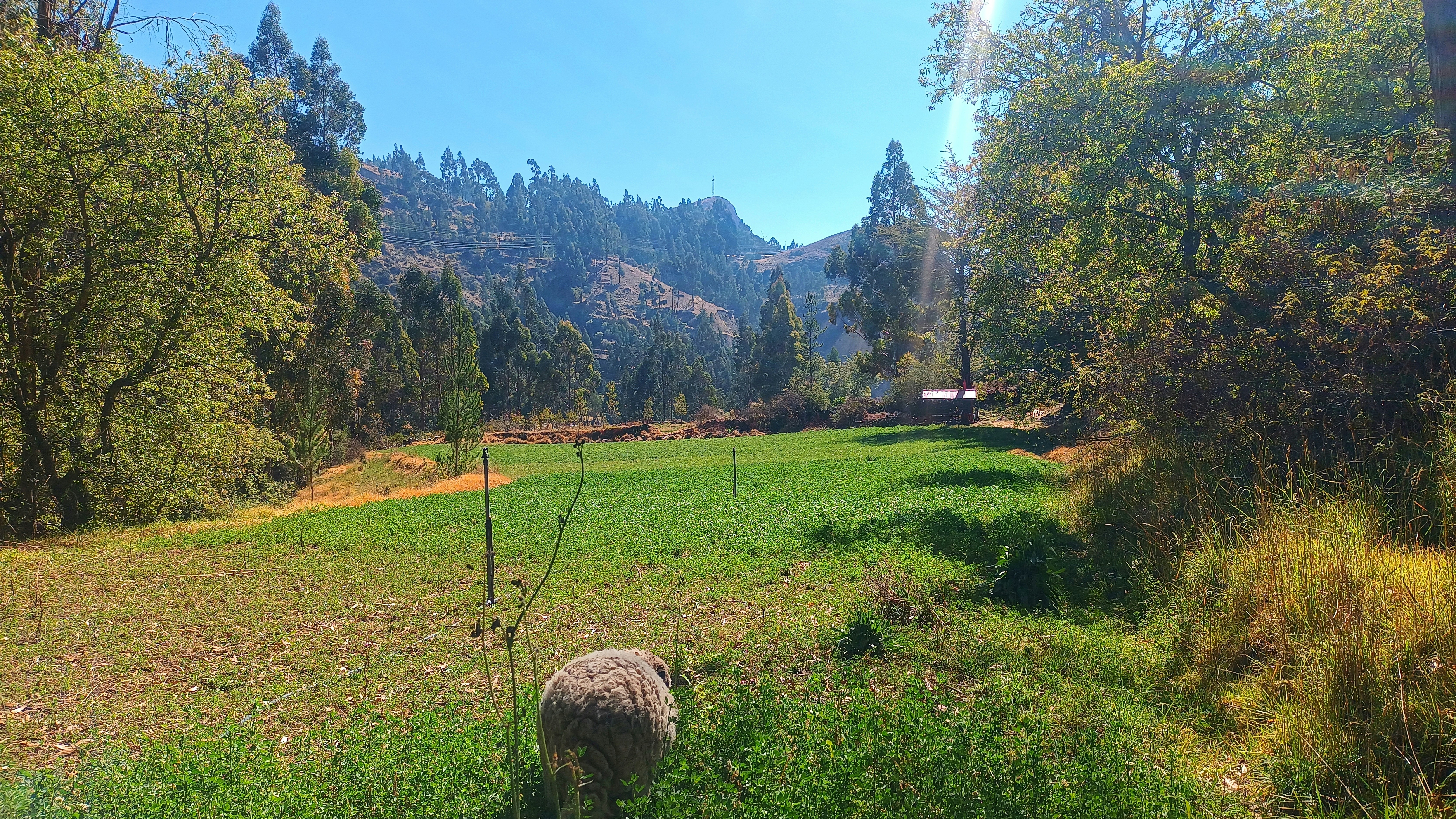 Sunlit Pasture Beneath a Alpine Crest