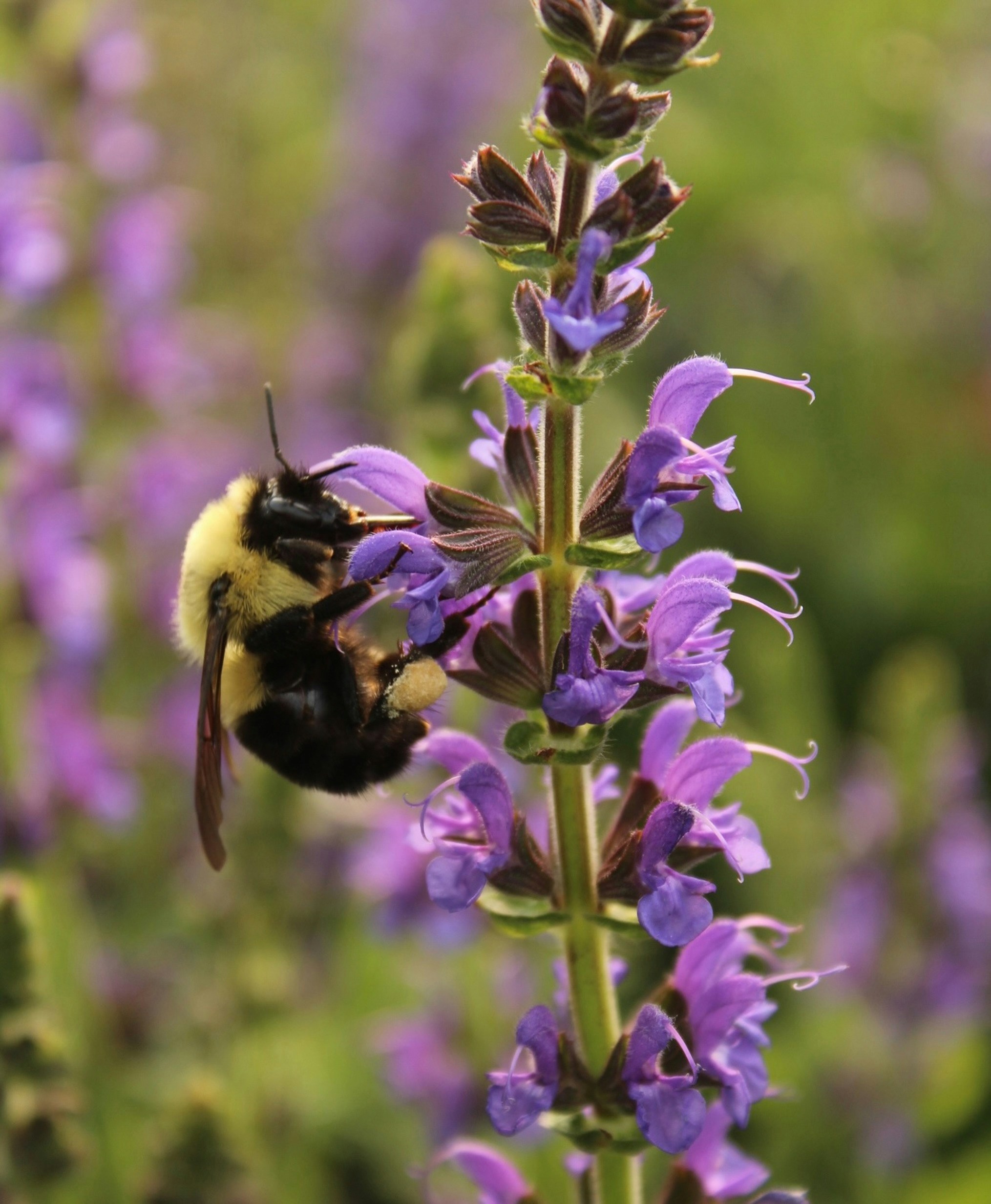 Bumblebee in Lavender: A Close-Up Among Violet Spires