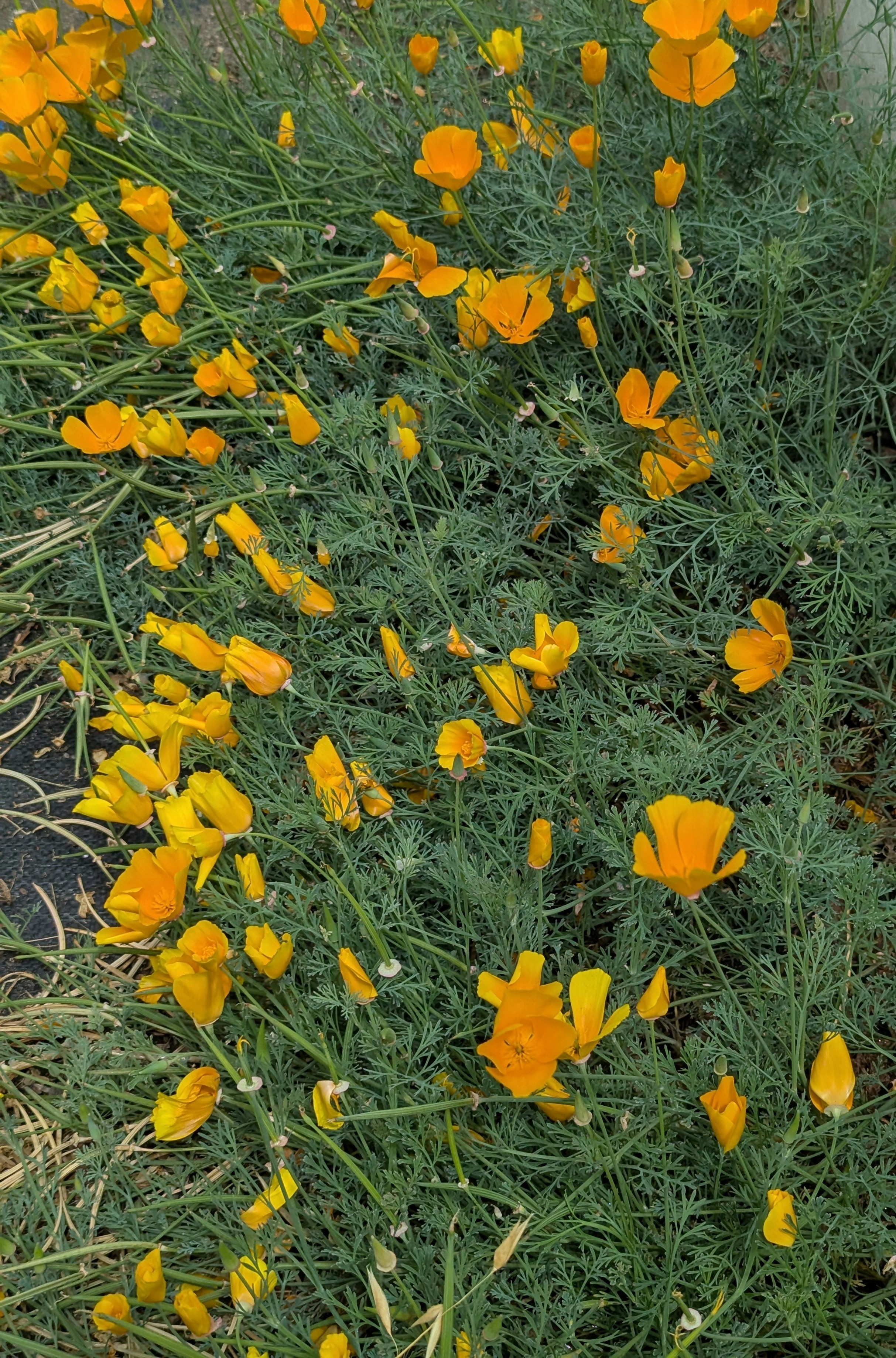 Bright yellow California poppies blanket a low, delicate green groundcover, creating a vibrant floral carpet with scattered sunlight accents.