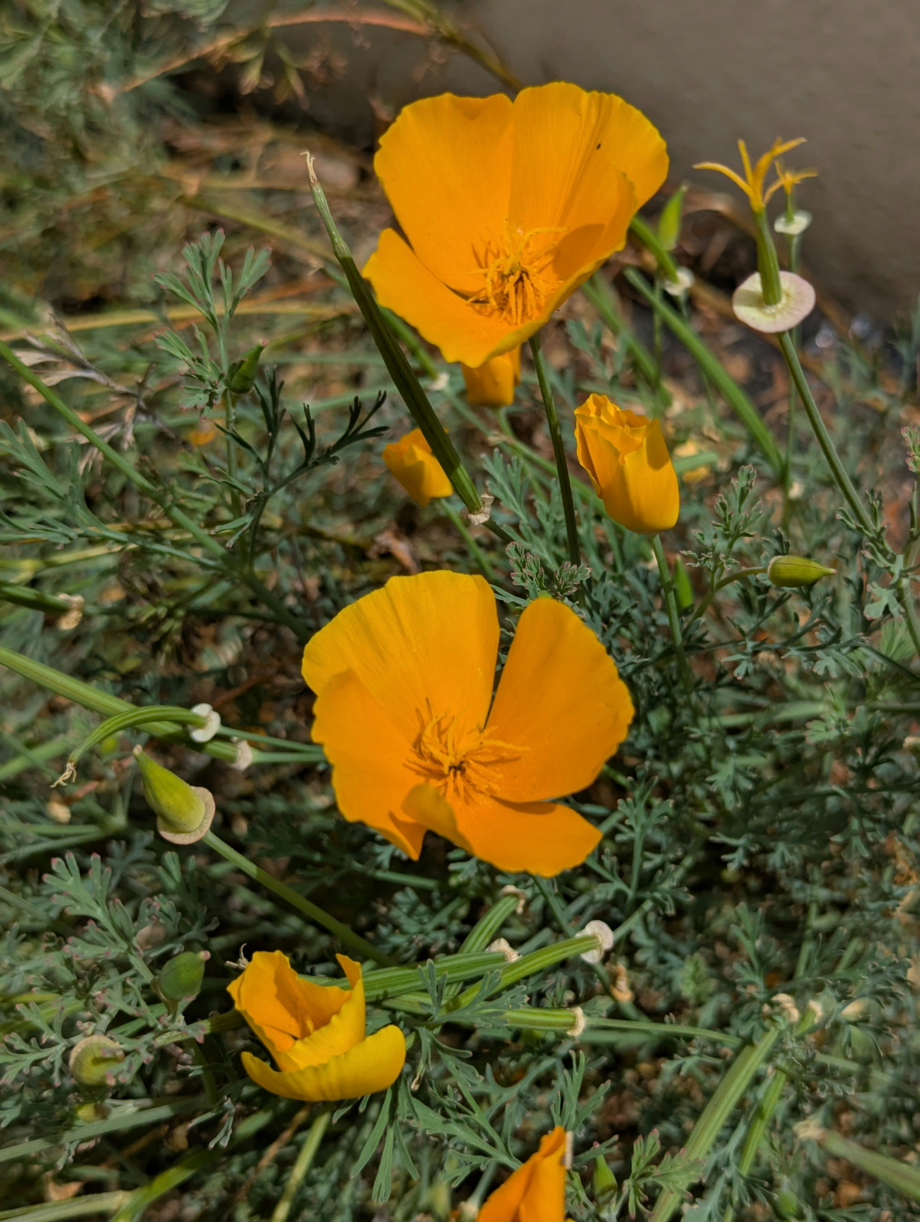 Golden Petals in a Quiet Garden