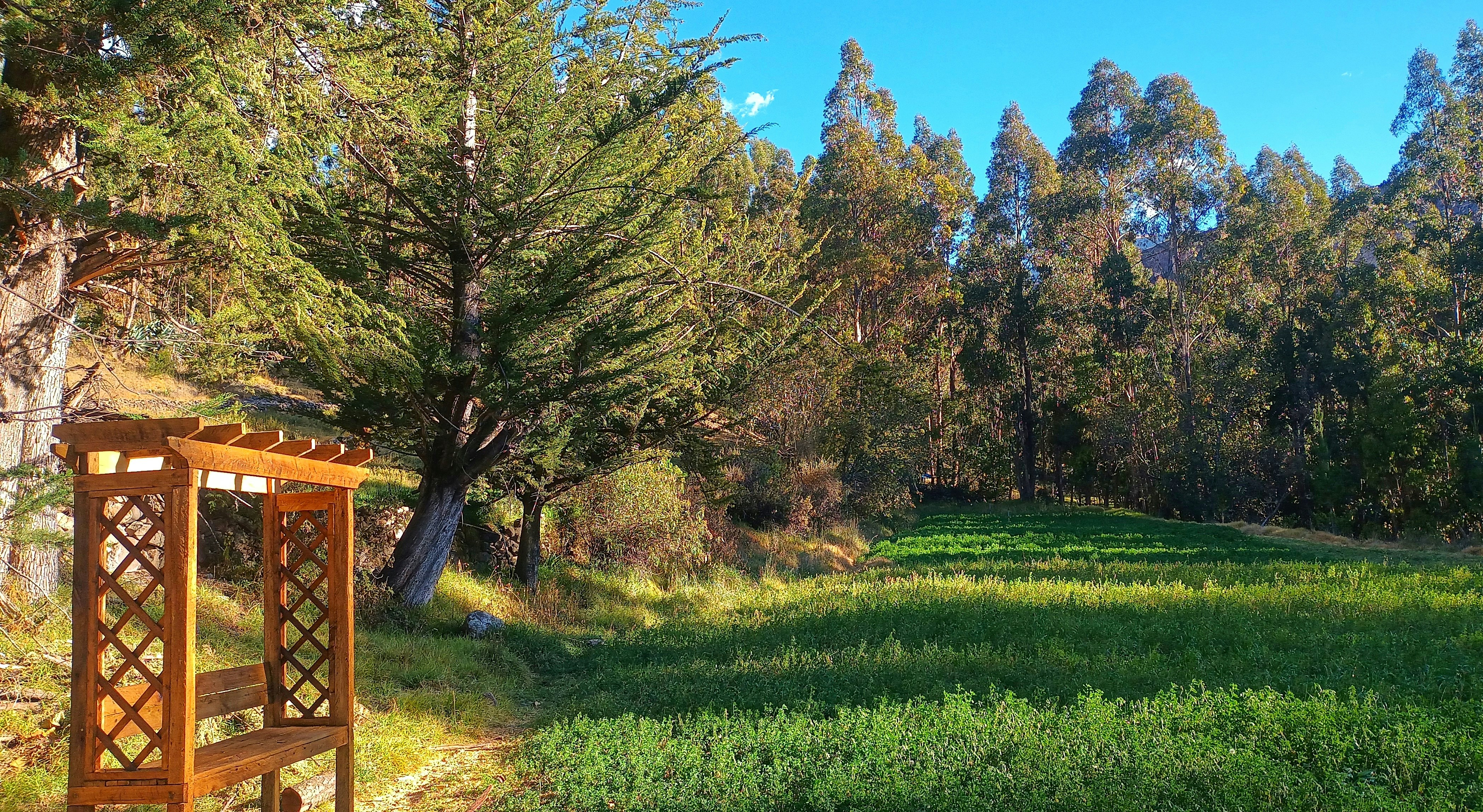 Sunlit meadow stretches into a forest under a bright blue sky; a wooden arbor sits at the left foreground, grounding the scene with warm wood tones.
