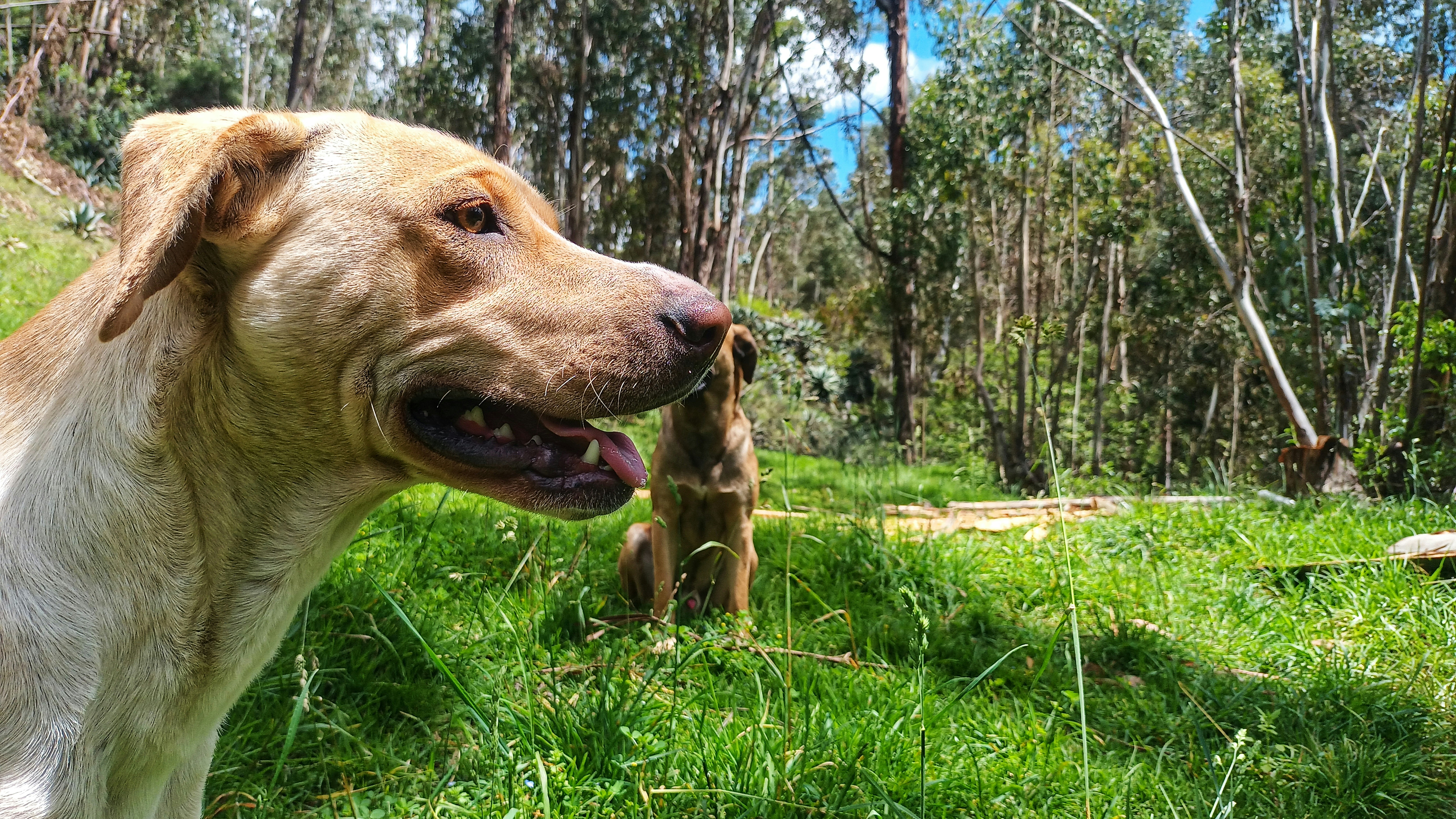Two dogs in a grassy forest clearing with tall trees in the background.